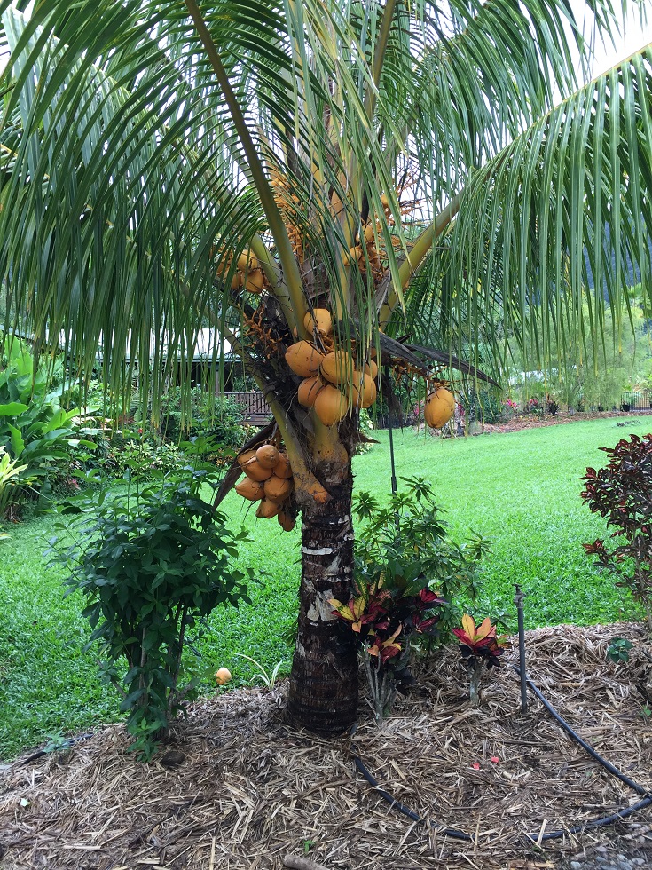 Cairns 2016 - DISCUSSING PALM TREES WORLDWIDE - PalmTalk