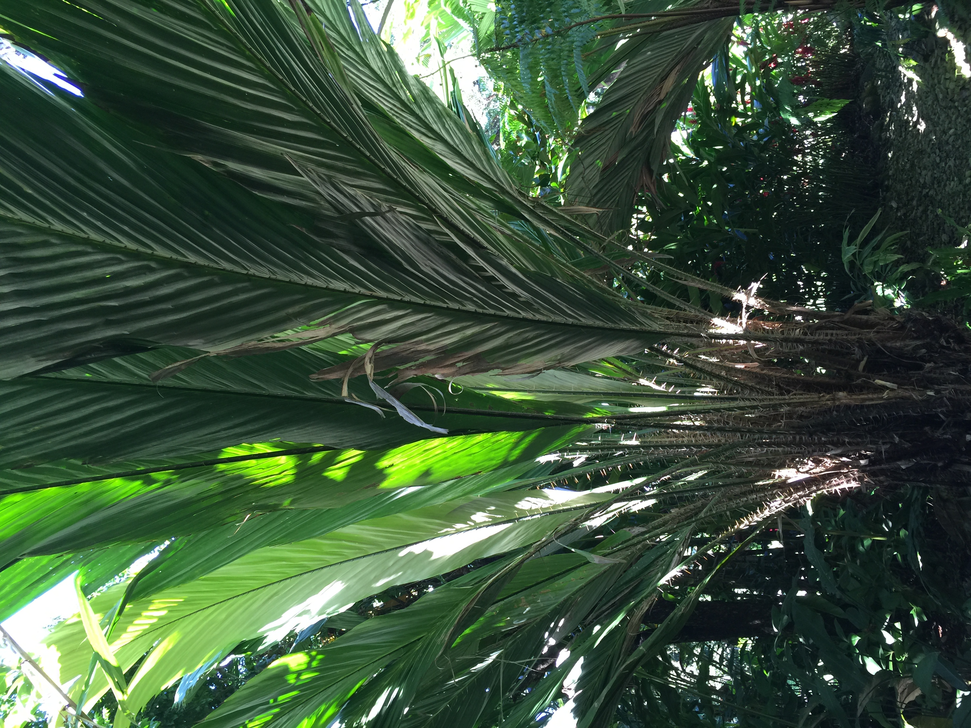 Cairns 2016 - DISCUSSING PALM TREES WORLDWIDE - PalmTalk