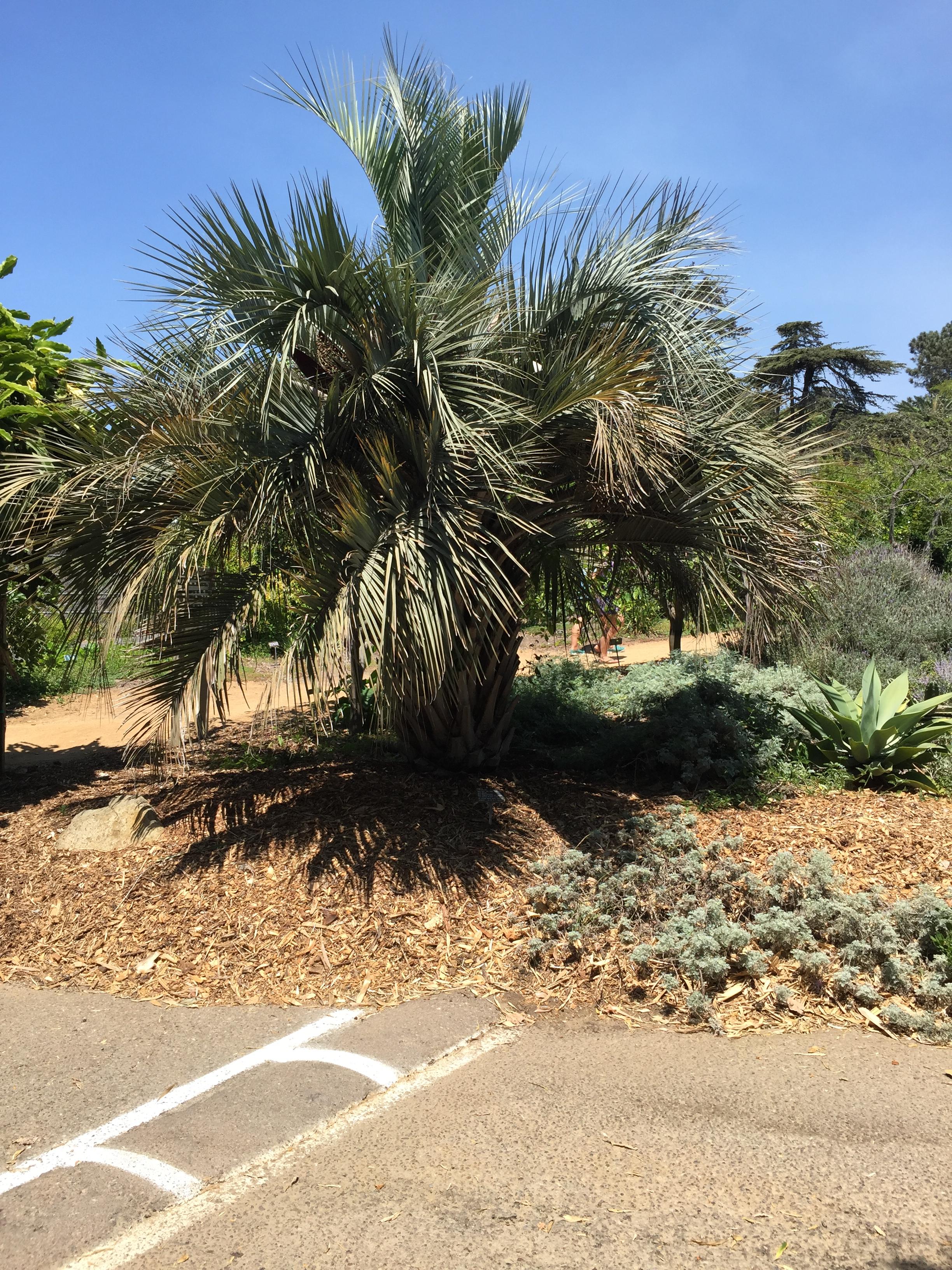 Jubaea x Butia - DISCUSSING PALM TREES WORLDWIDE - PalmTalk