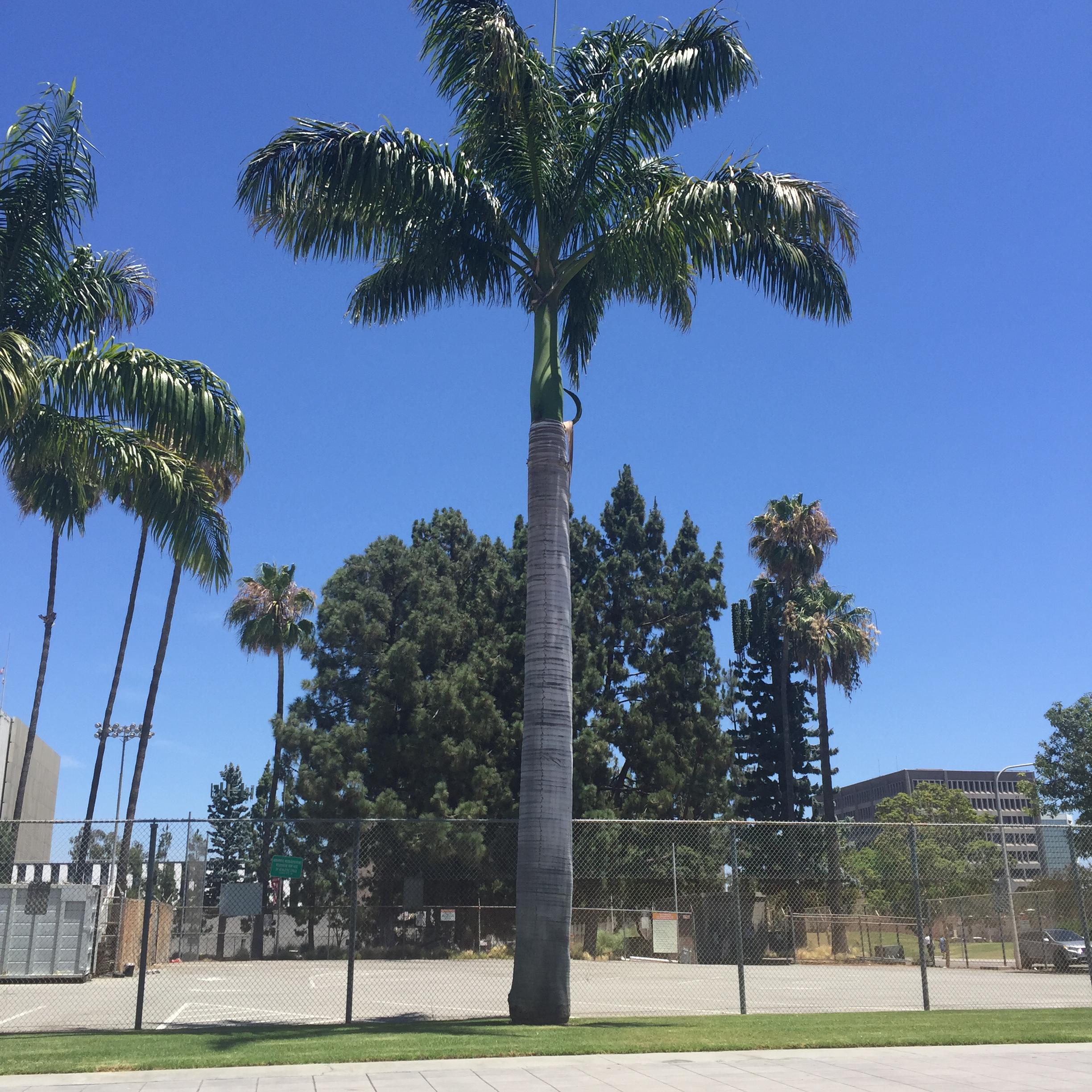 Roystonea Regia in Santana California - DISCUSSING PALM TREES WORLDWIDE ...
