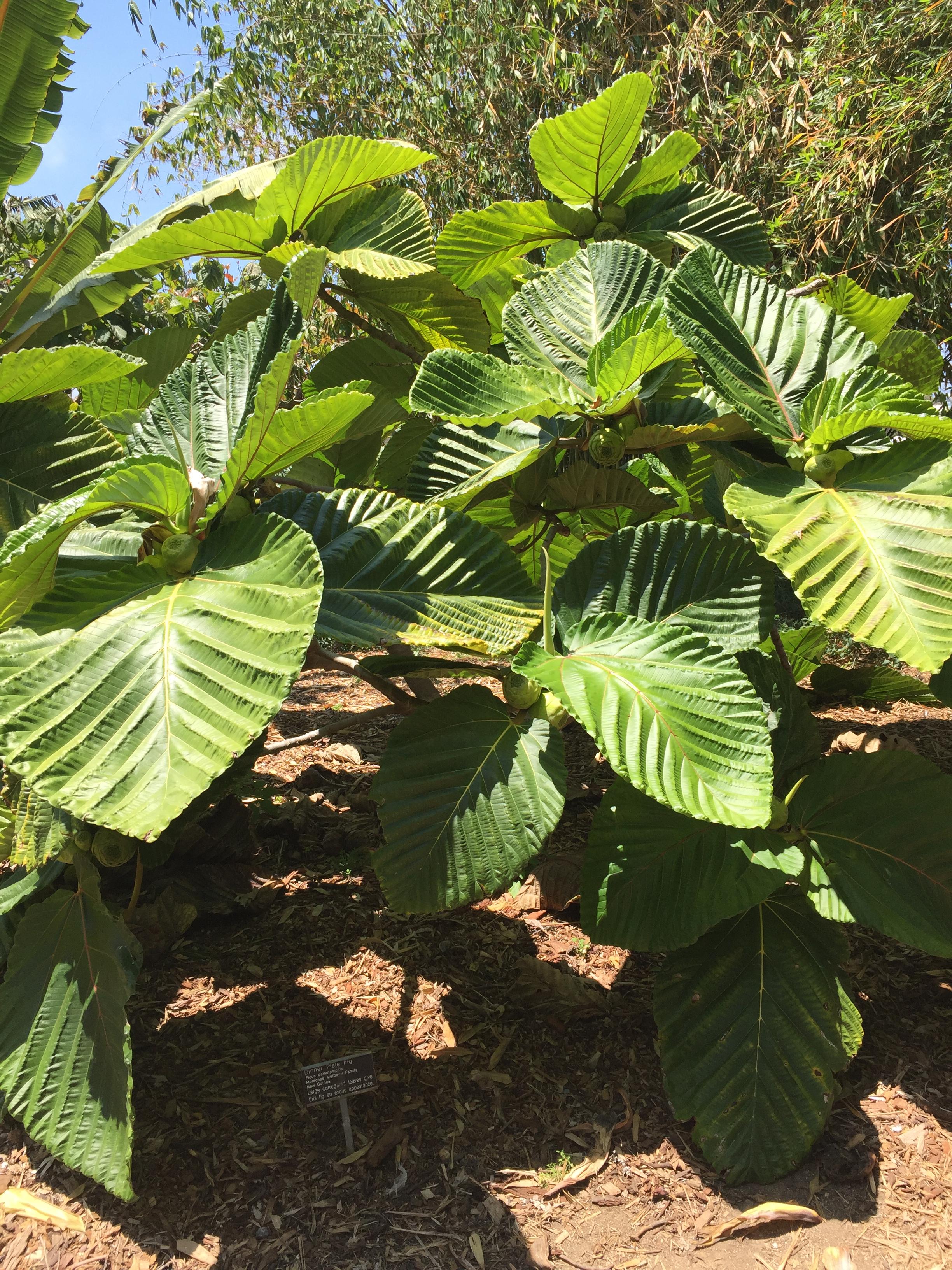 Ficus Dammaropsis - TROPICAL LOOKING PLANTS - Other Than Palms - PalmTalk