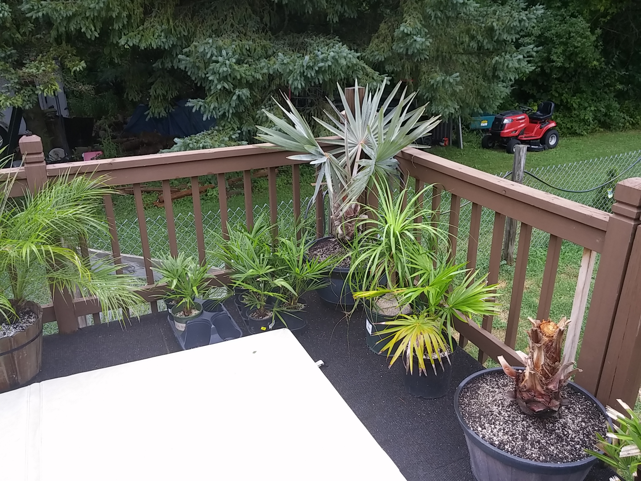 michigan update - DISCUSSING PALM TREES WORLDWIDE - PalmTalk