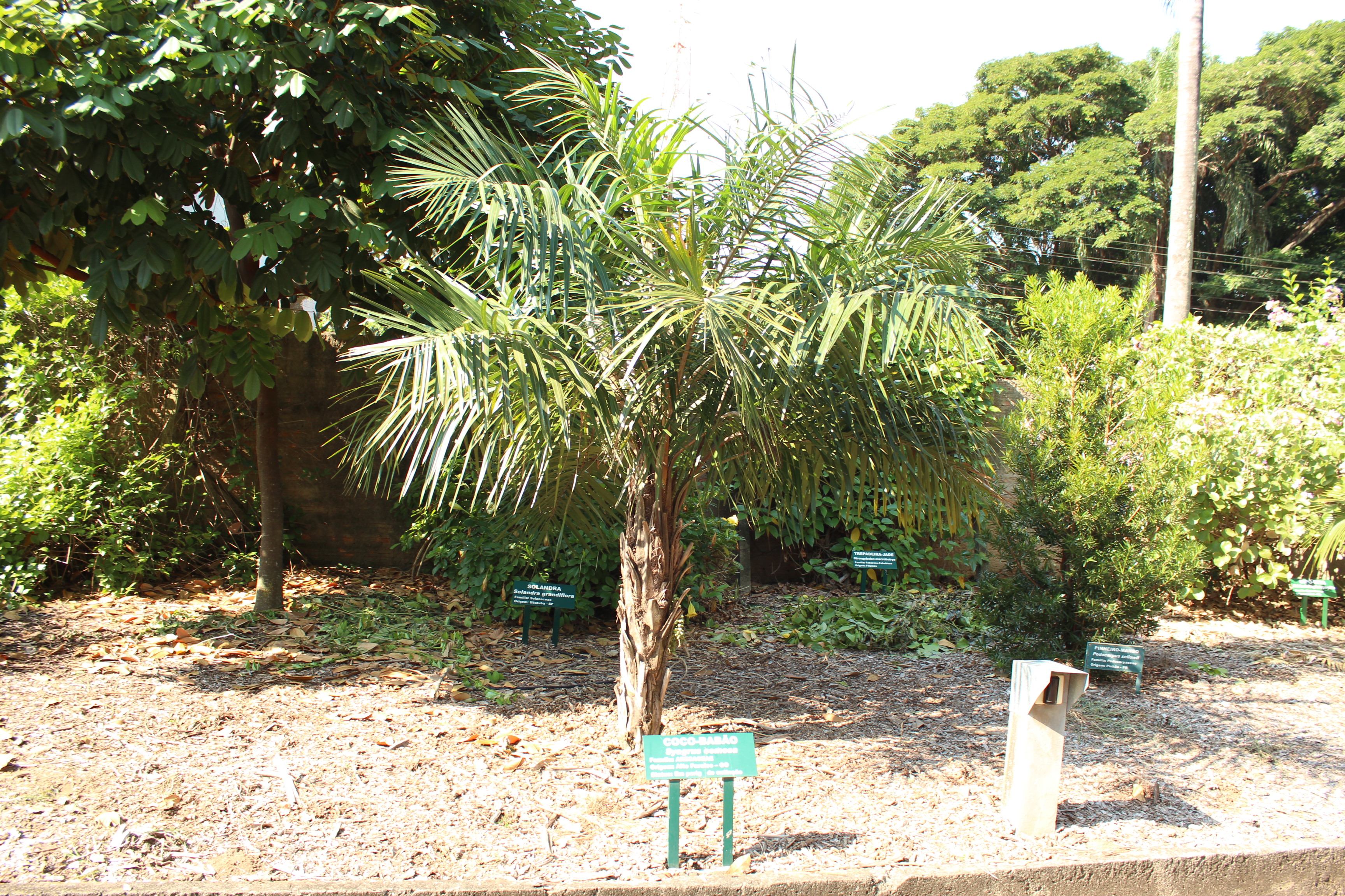 Syagrus comosa and others - DISCUSSING PALM TREES WORLDWIDE - PalmTalk