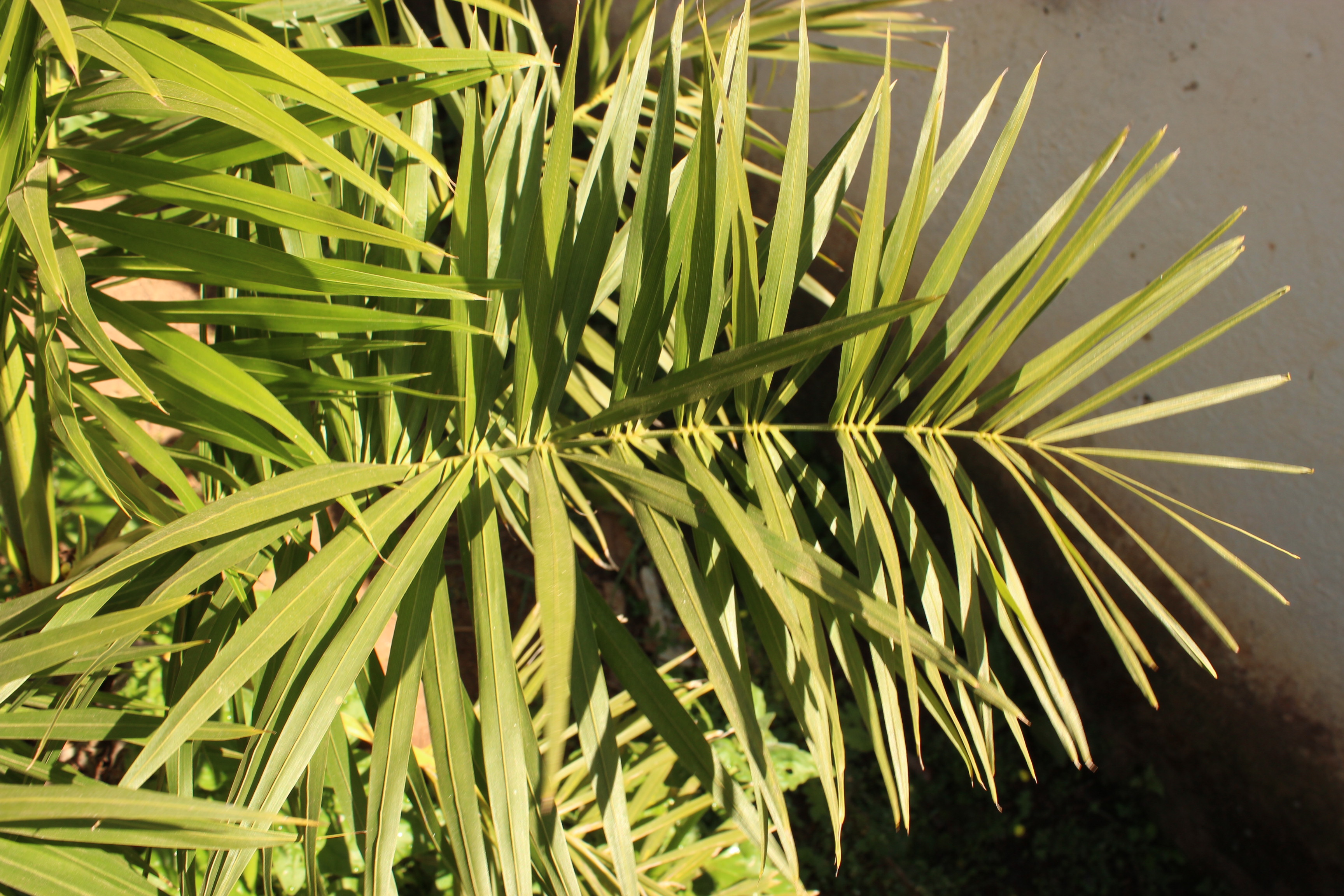 Lost Syagrus - DISCUSSING PALM TREES WORLDWIDE - PalmTalk