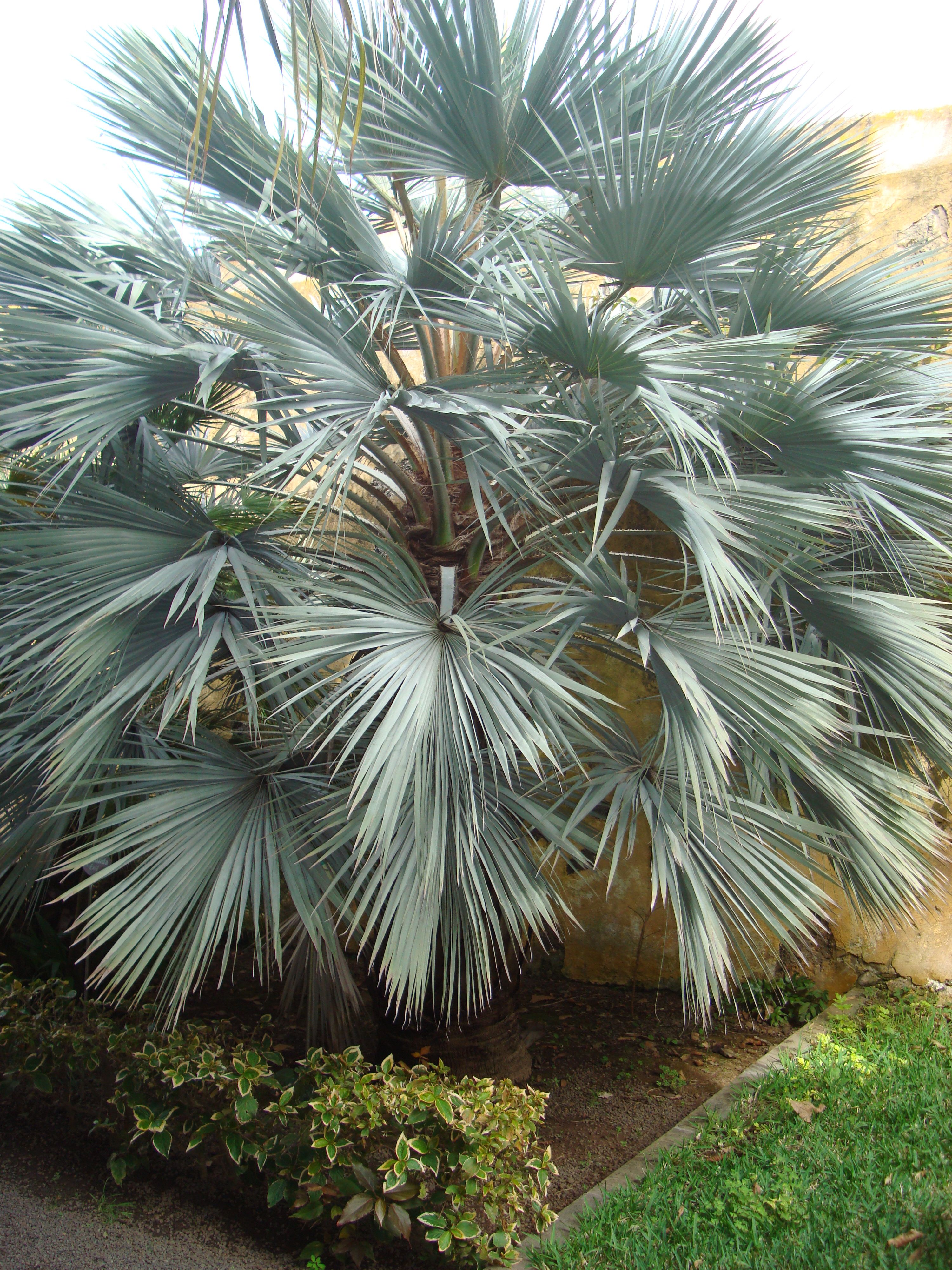 Brahea - DISCUSSING PALM TREES WORLDWIDE - PalmTalk