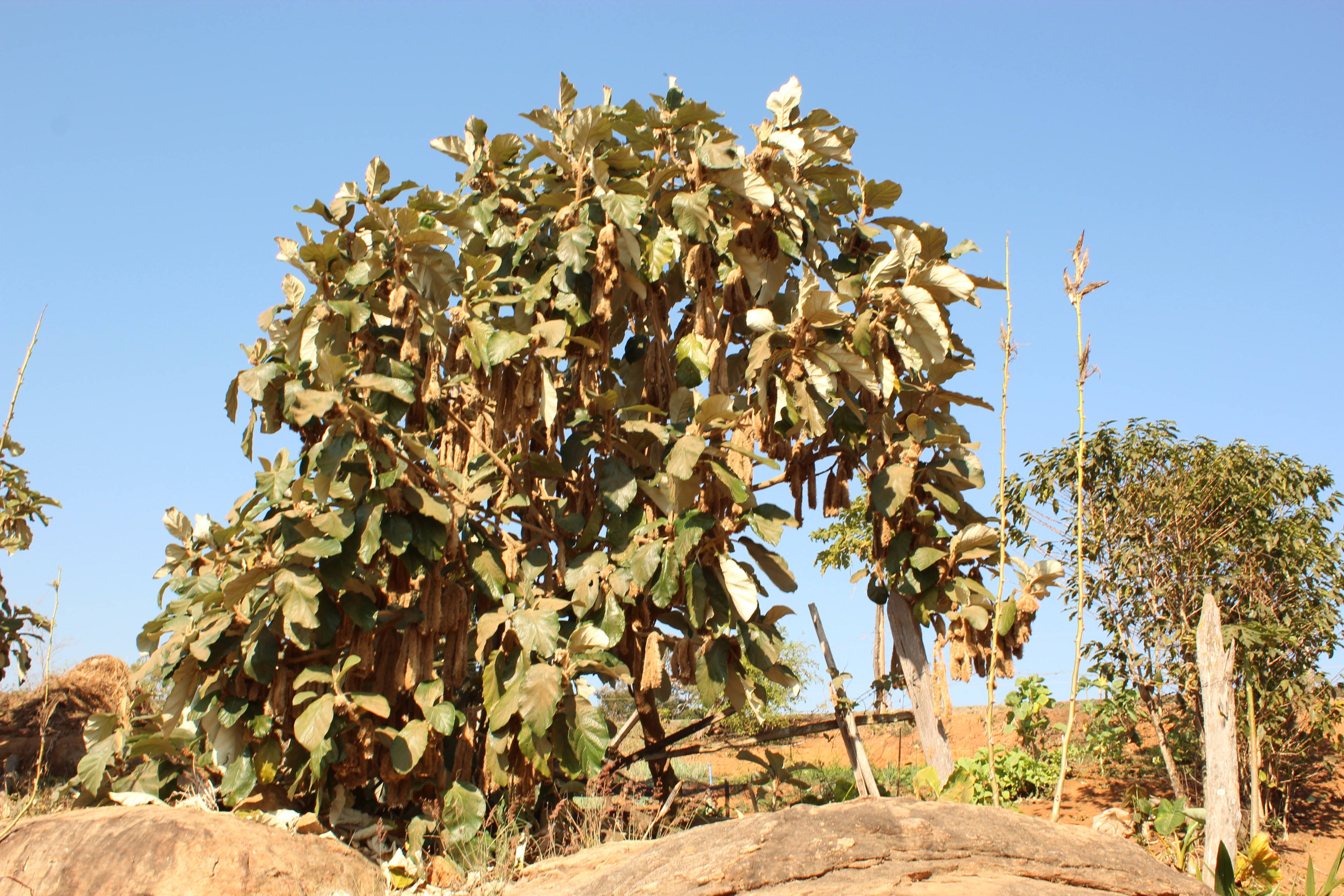 Solanum cernuum - TROPICAL LOOKING PLANTS - Other Than Palms - PalmTalk