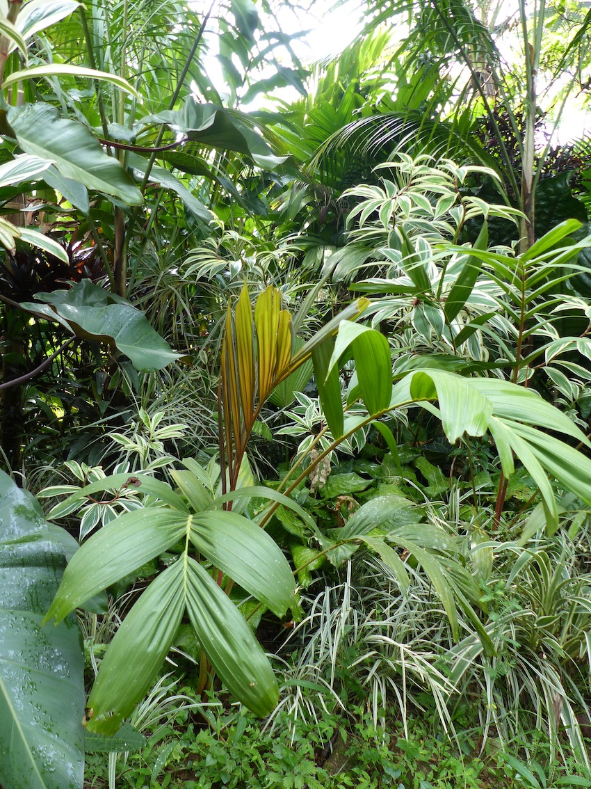 Loxococcus rupicola - DISCUSSING PALM TREES WORLDWIDE - PalmTalk