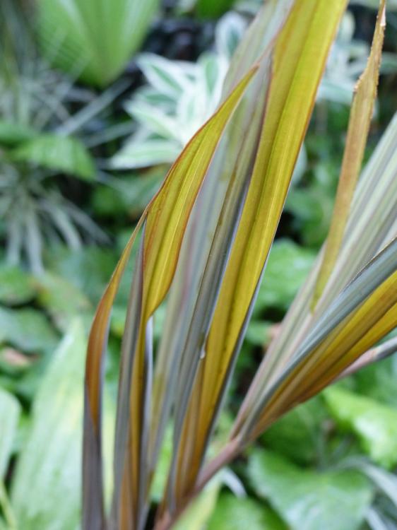 Loxococcus rupicola - DISCUSSING PALM TREES WORLDWIDE - PalmTalk