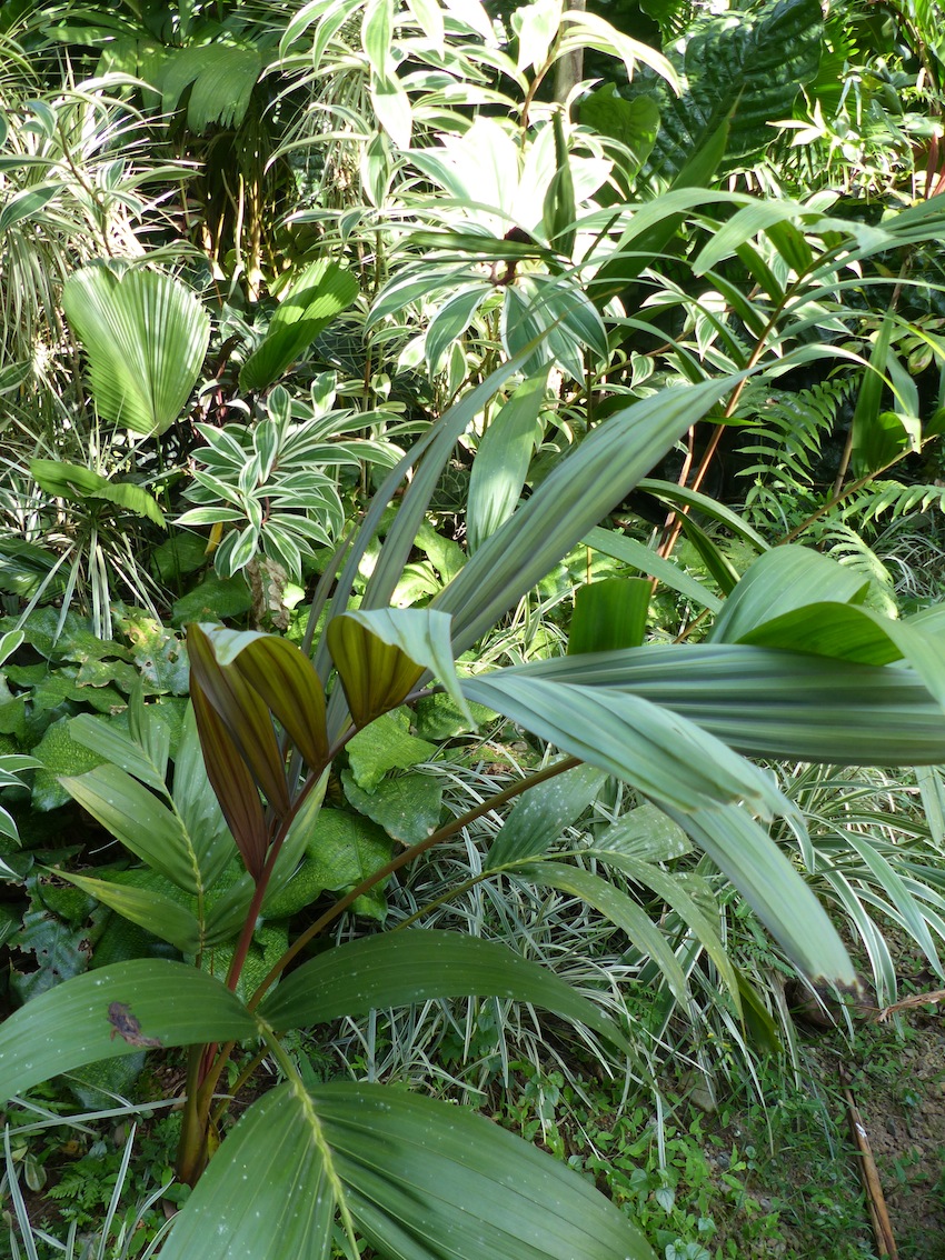 Loxococcus rupicola - DISCUSSING PALM TREES WORLDWIDE - PalmTalk