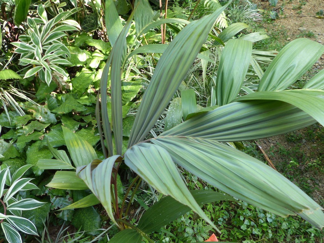 Loxococcus rupicola - DISCUSSING PALM TREES WORLDWIDE - PalmTalk