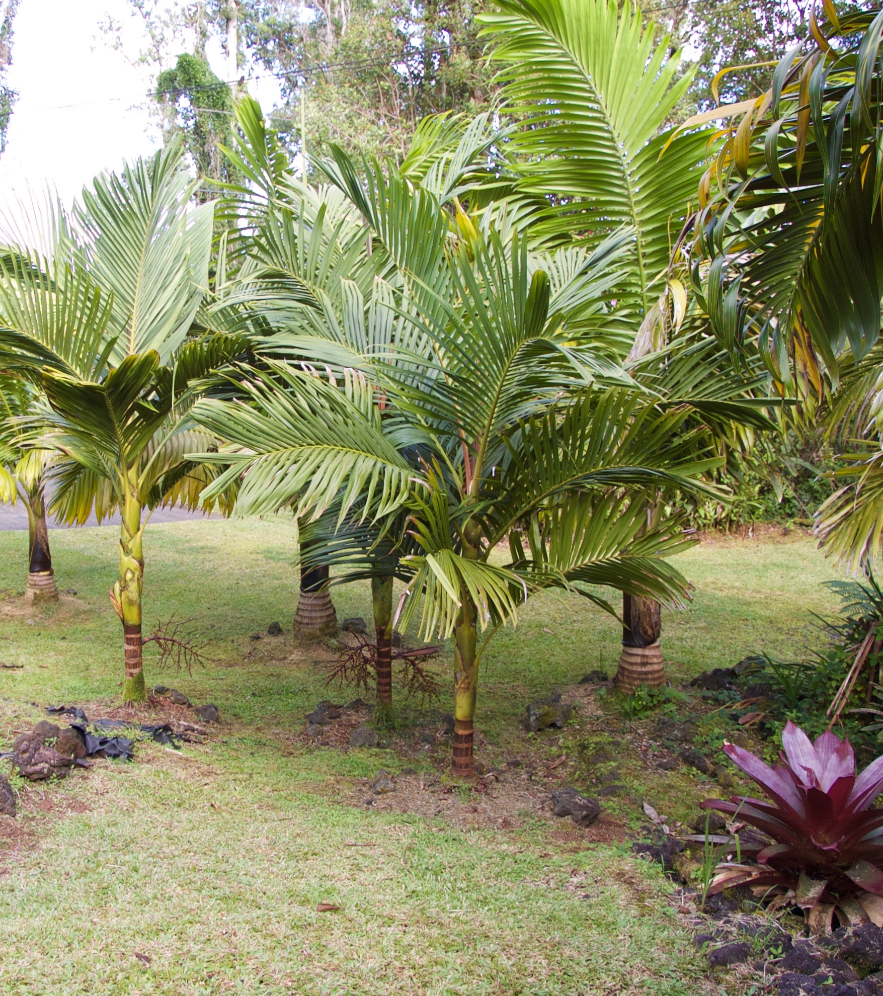Loxococcus rupicola - DISCUSSING PALM TREES WORLDWIDE - PalmTalk