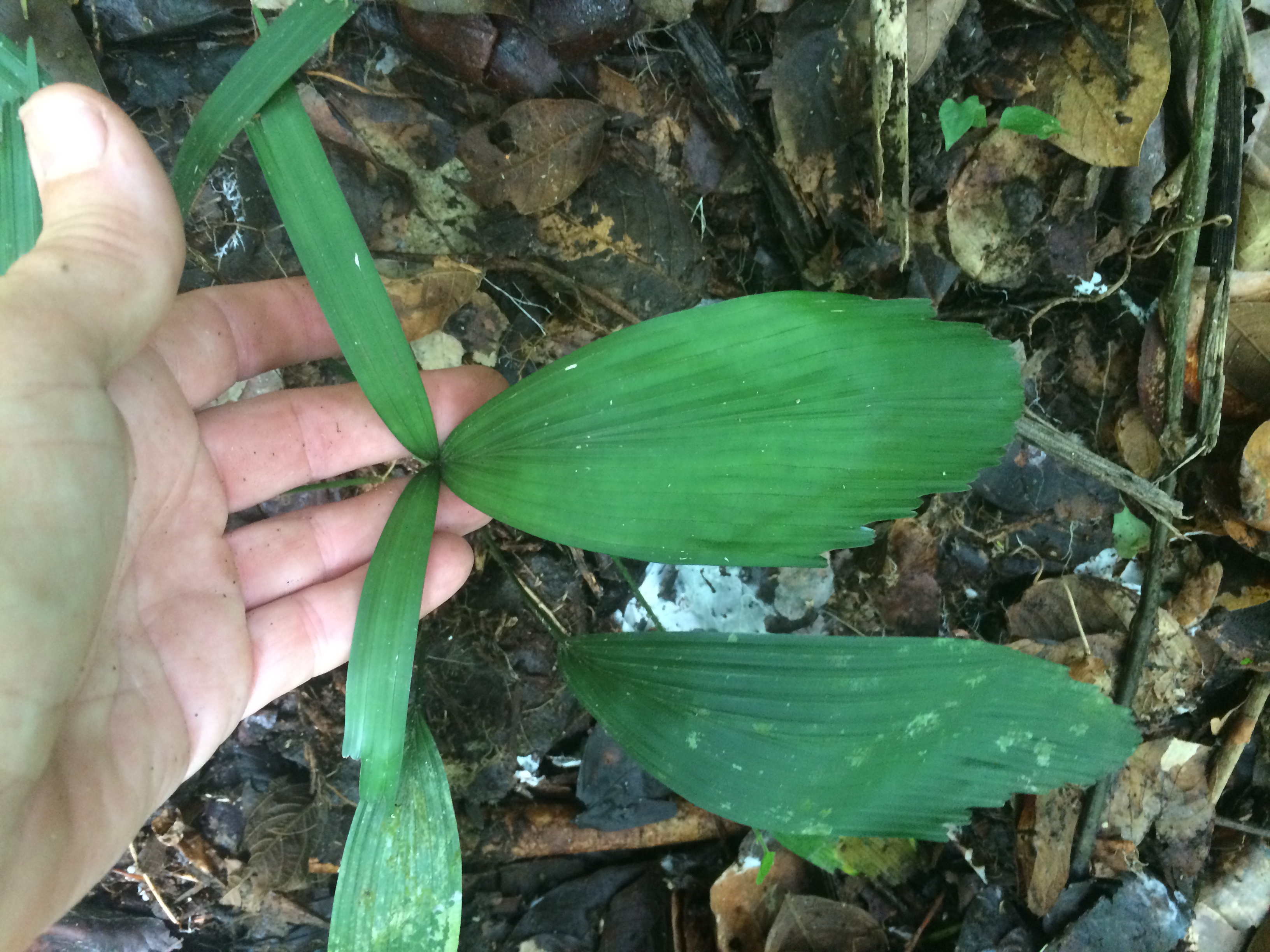 Licuala triphylla seeding - DISCUSSING PALM TREES WORLDWIDE - PalmTalk