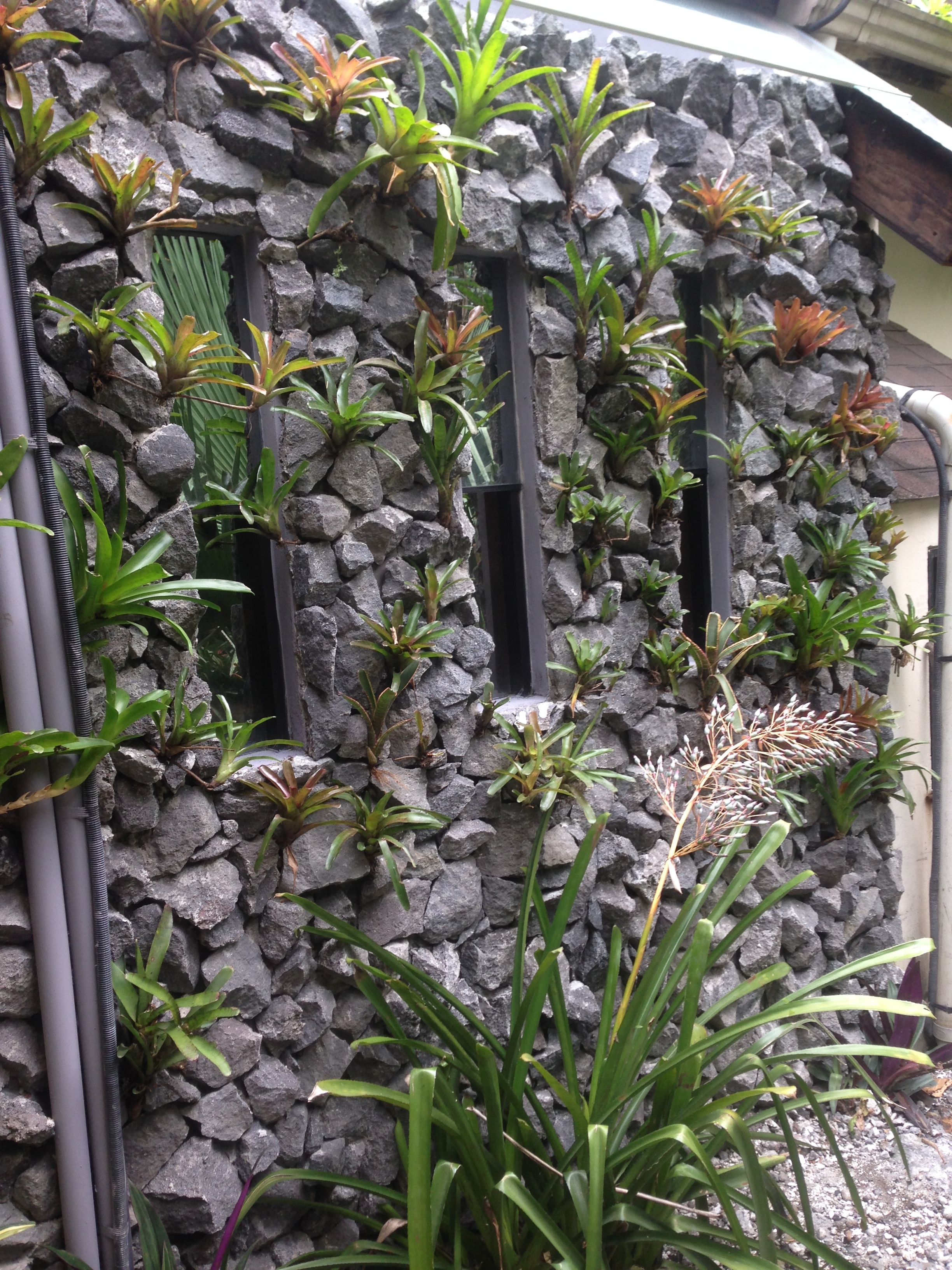 New Bromeliad Wall - TROPICAL LOOKING PLANTS - Other Than Palms - PalmTalk