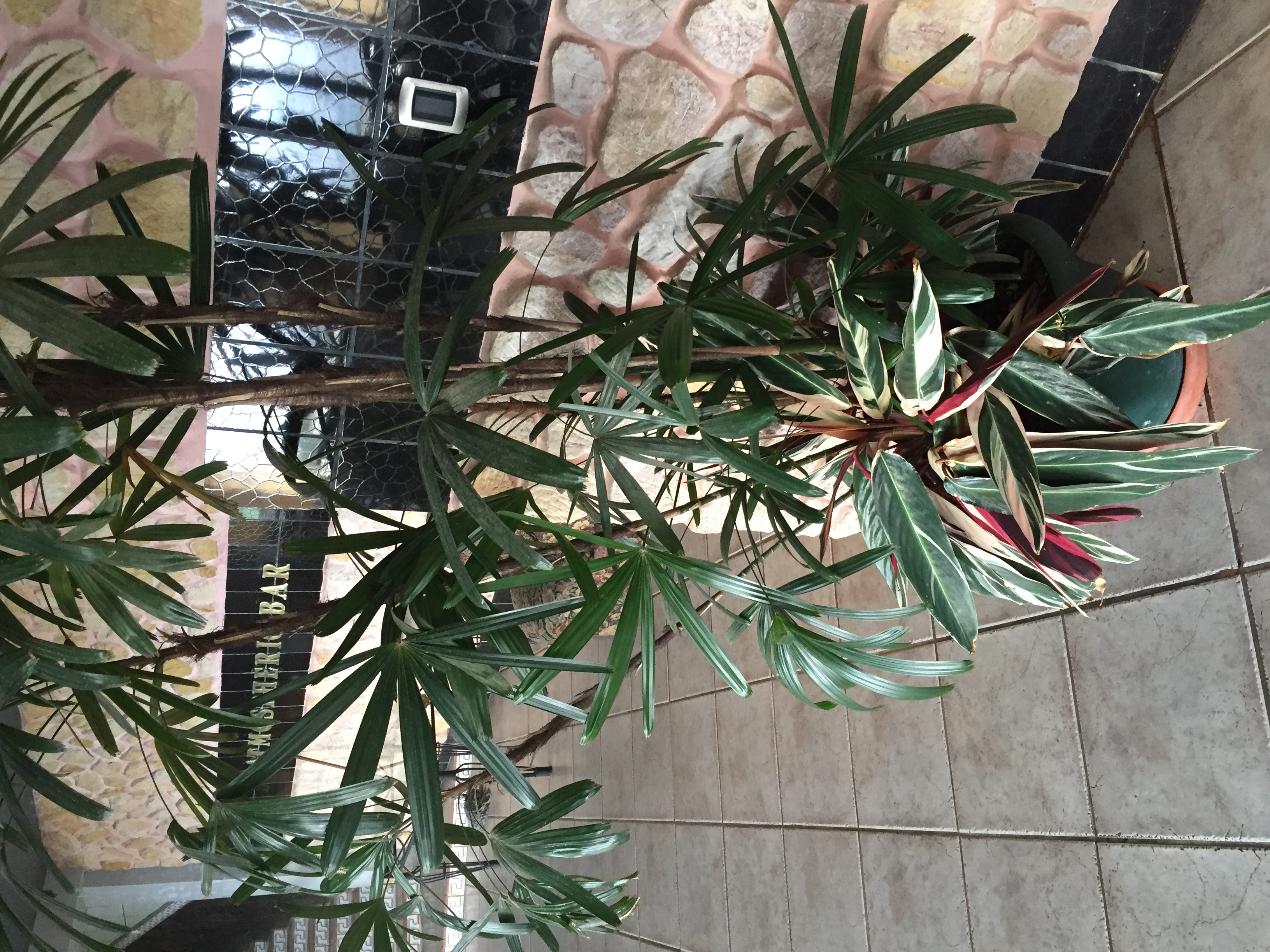 Beautiful Rhapis sp - PALMS IN POTS - PalmTalk