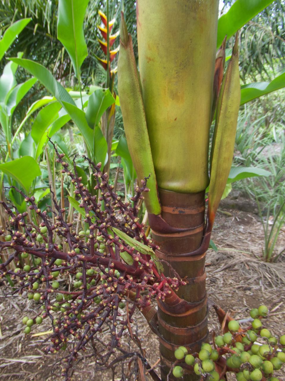 Loxococcus rupicola - DISCUSSING PALM TREES WORLDWIDE - PalmTalk