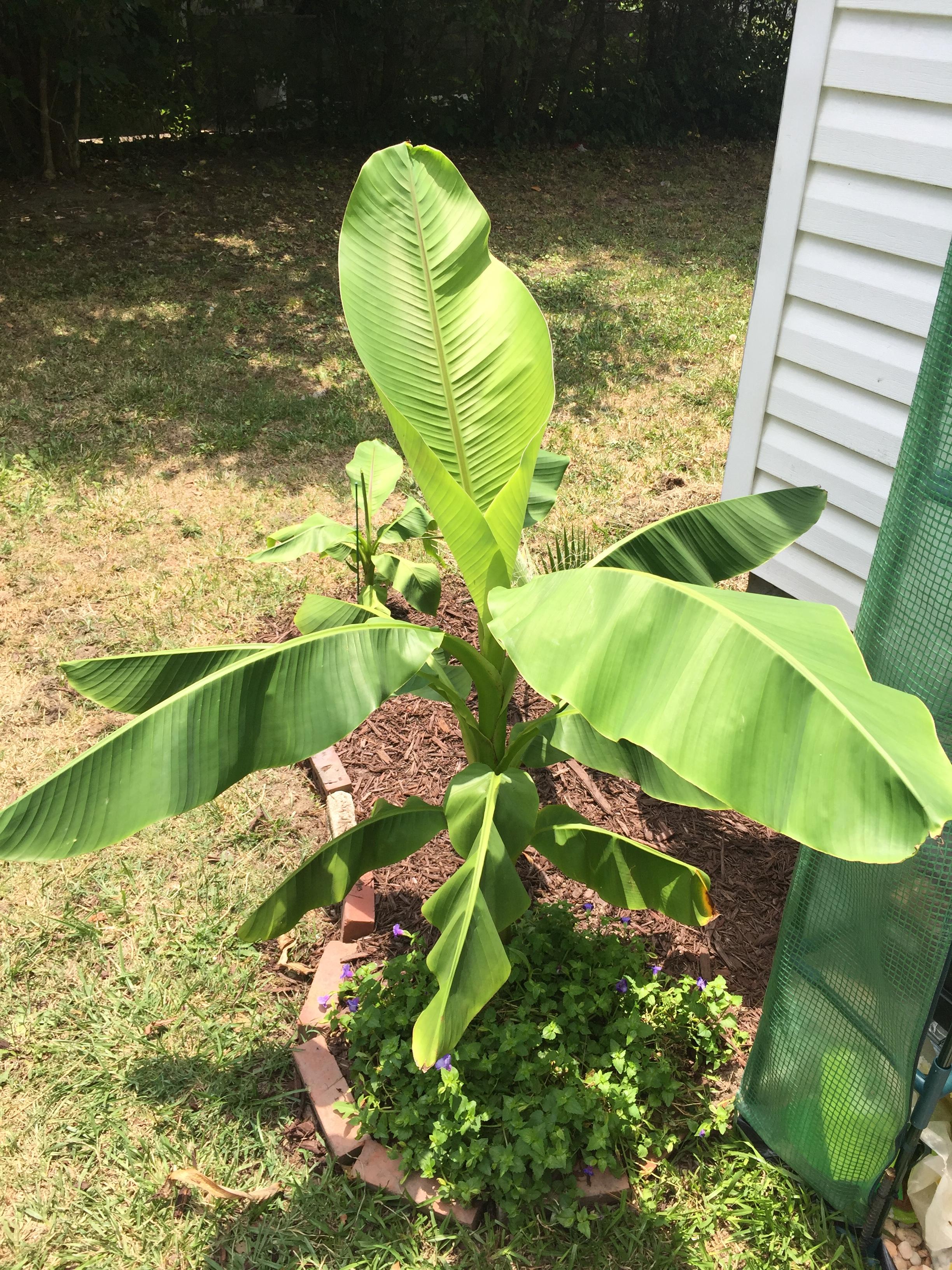 Banana progression - TROPICAL LOOKING PLANTS - Other Than Palms - PalmTalk