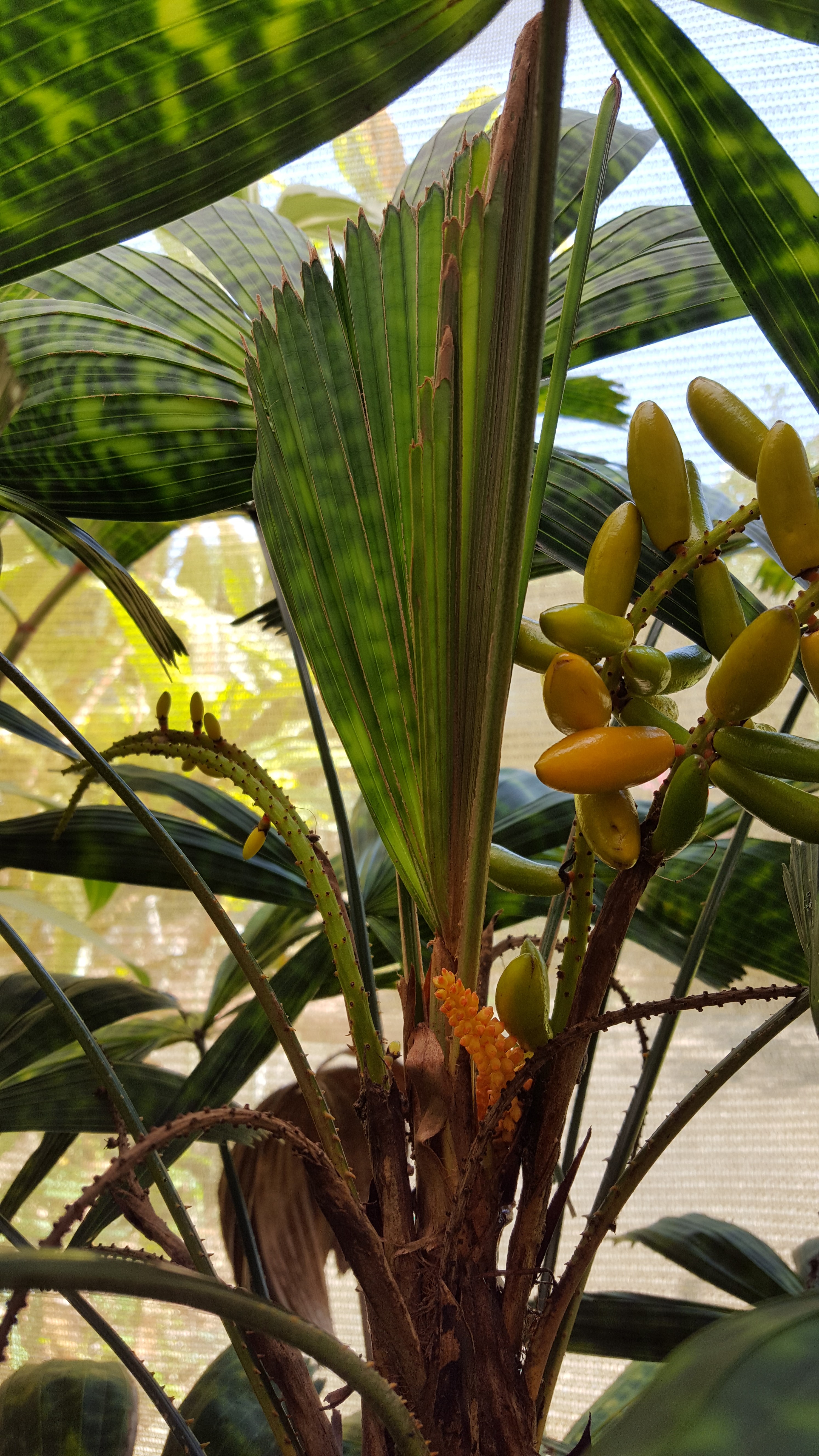Licuala Mapu won't stop flowering - DISCUSSING PALM TREES WORLDWIDE ...