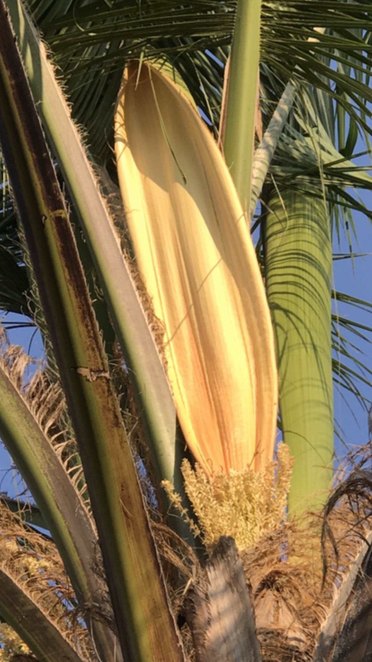 undeveloped inflorescence on mule palm - COLD HARDY PALMS - PalmTalk