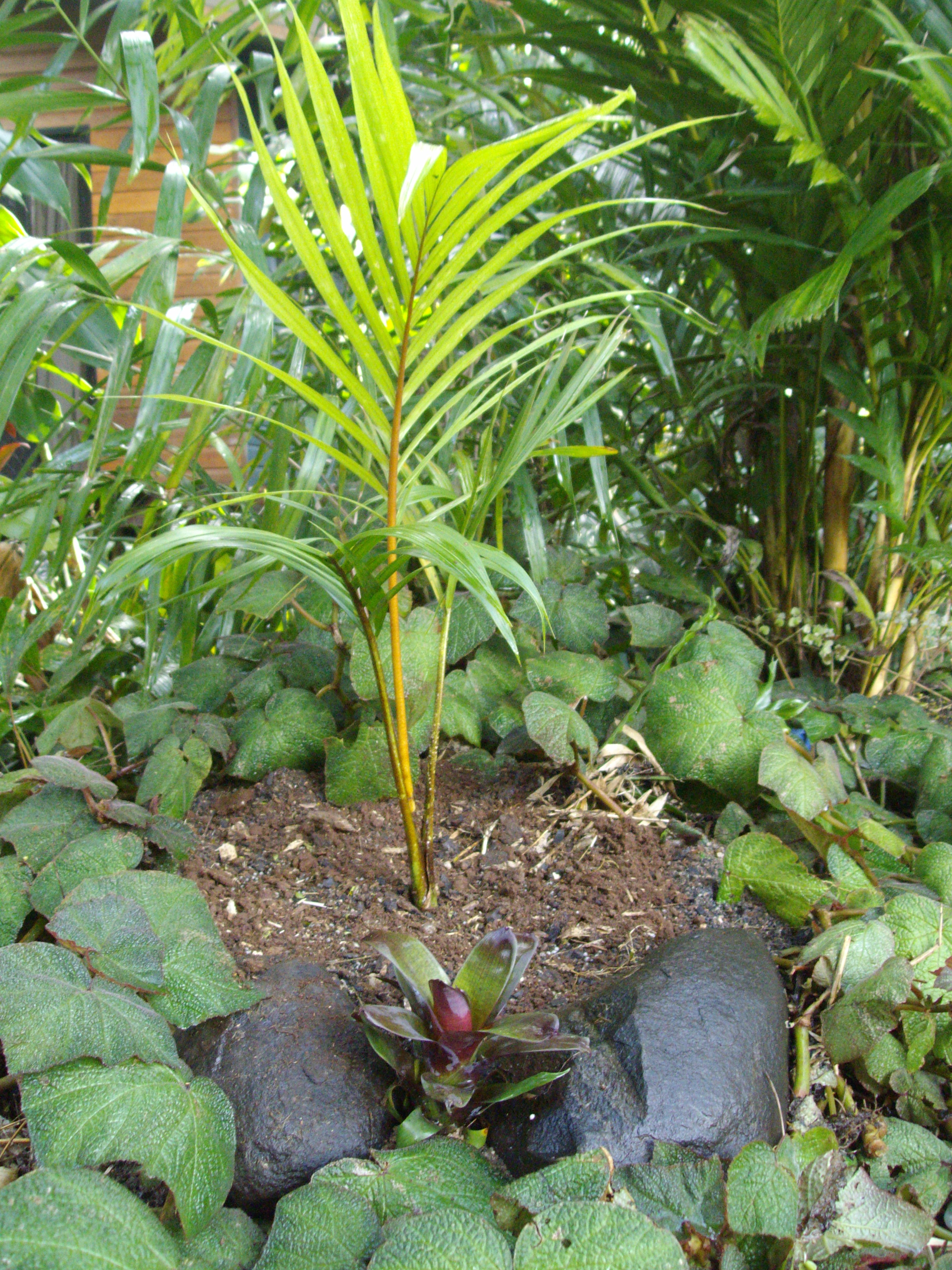 Pogo Bob's Sapida is in - DISCUSSING PALM TREES WORLDWIDE - PalmTalk