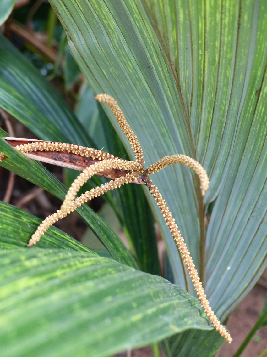 Sommieria leucophylla in First Garden - DISCUSSING PALM TREES WORLDWIDE ...