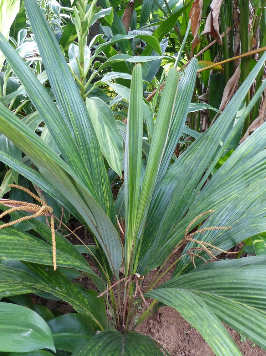 Sommieria leucophylla in First Garden - DISCUSSING PALM TREES WORLDWIDE ...