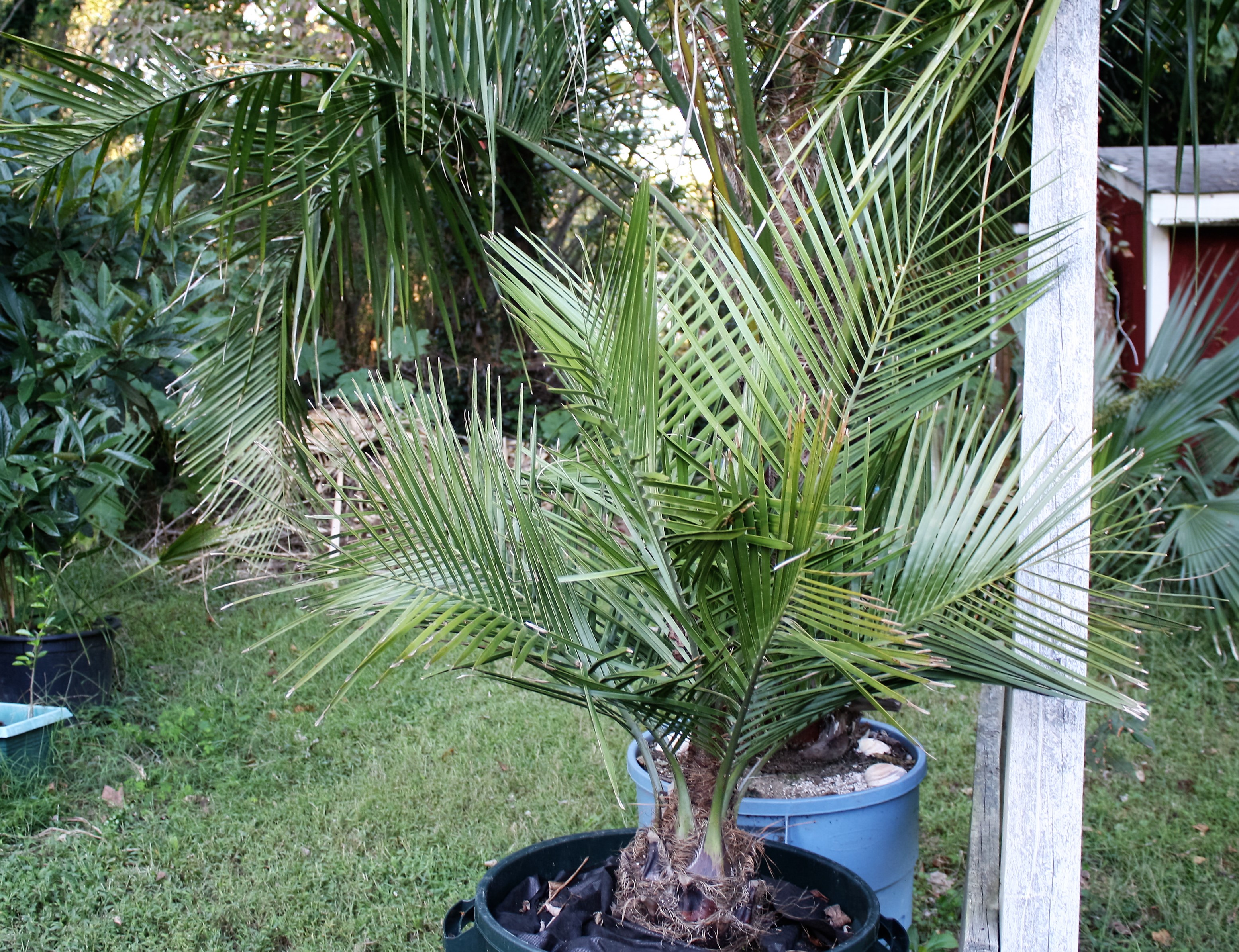 Butia Eriospatha x Jubaea - COLD HARDY PALMS - PalmTalk