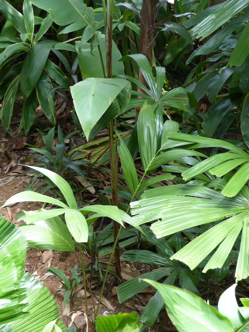 Loxococcus seedlings in Evening Garden - DISCUSSING PALM TREES ...