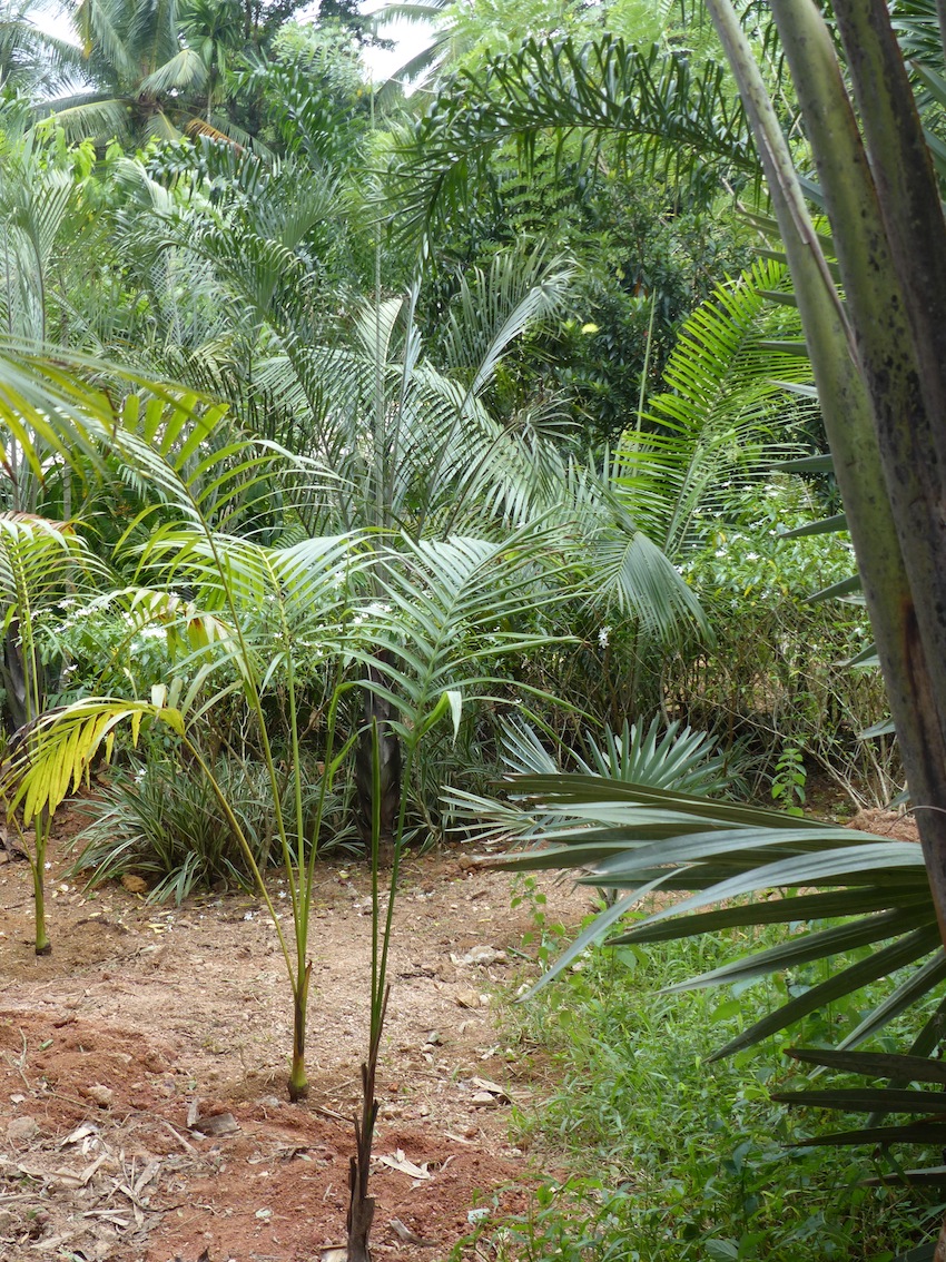 Carpoxylon in Evening Garden - DISCUSSING PALM TREES WORLDWIDE - PalmTalk
