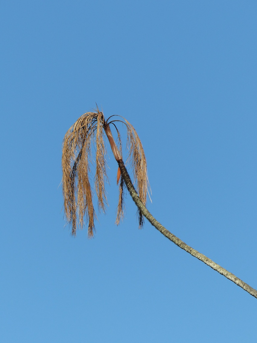End of the Iconic Nibung palm - DISCUSSING PALM TREES WORLDWIDE - PalmTalk