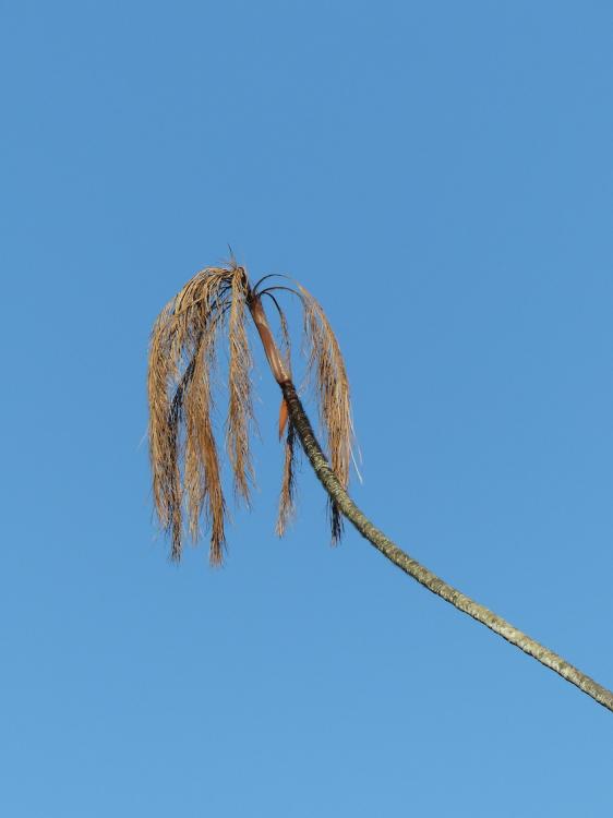 End of the Iconic Nibung palm - DISCUSSING PALM TREES WORLDWIDE - PalmTalk