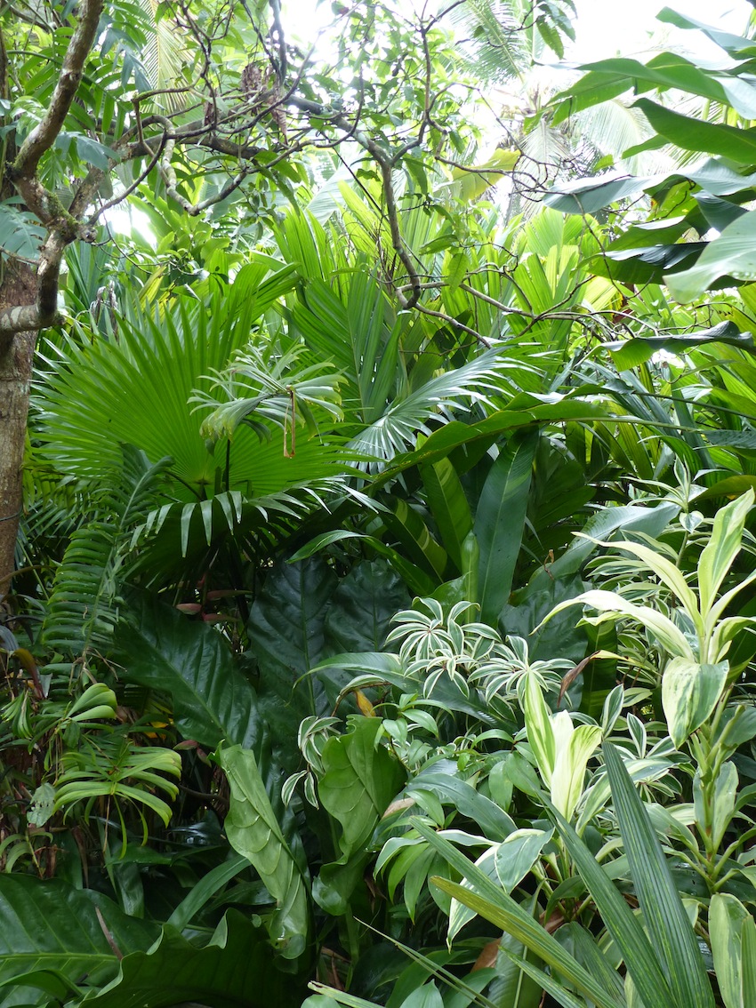 First garden update - DISCUSSING PALM TREES WORLDWIDE - PalmTalk