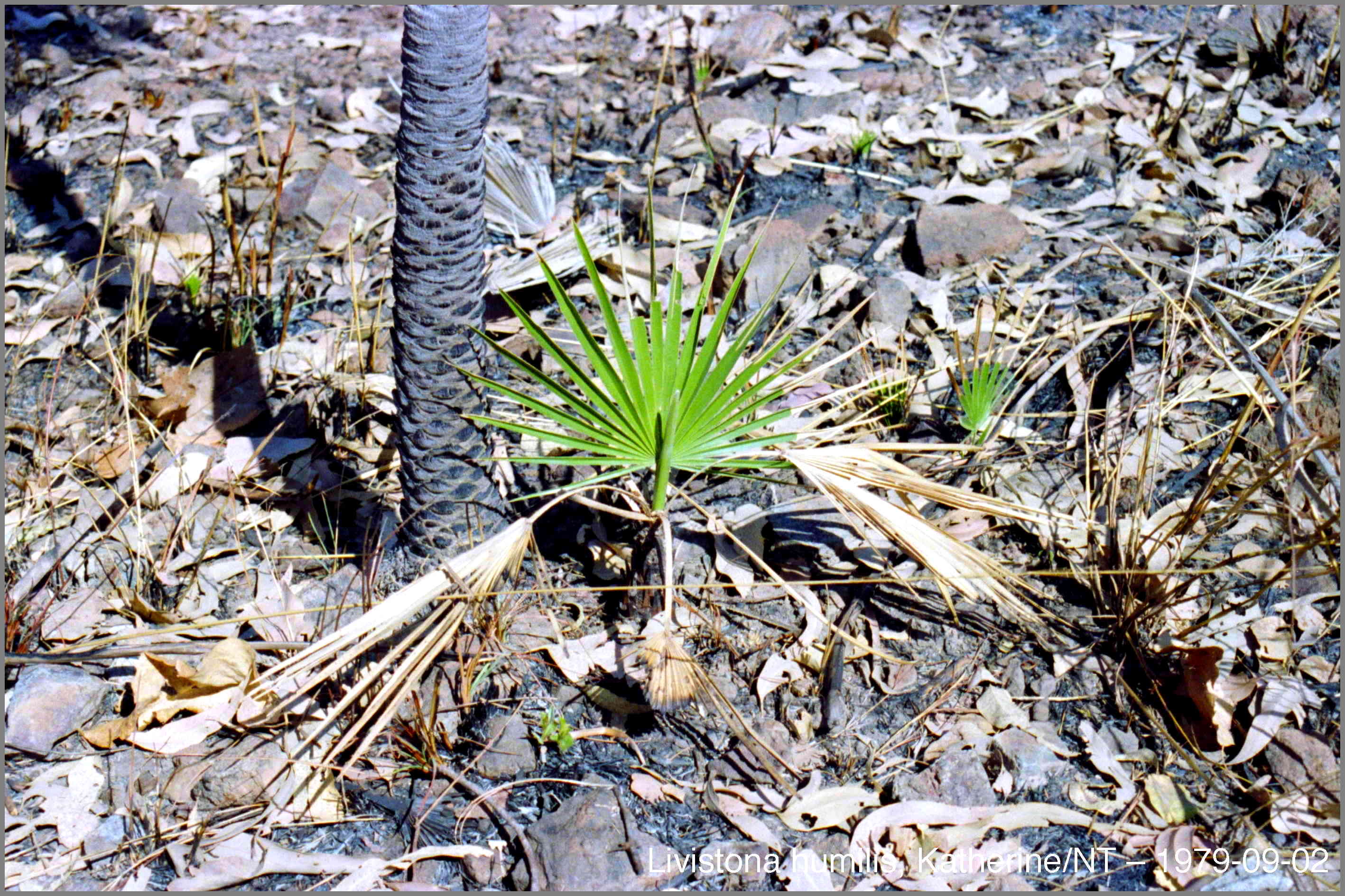 Six Oz Livistona spp in Habitat - DISCUSSING PALM TREES WORLDWIDE ...