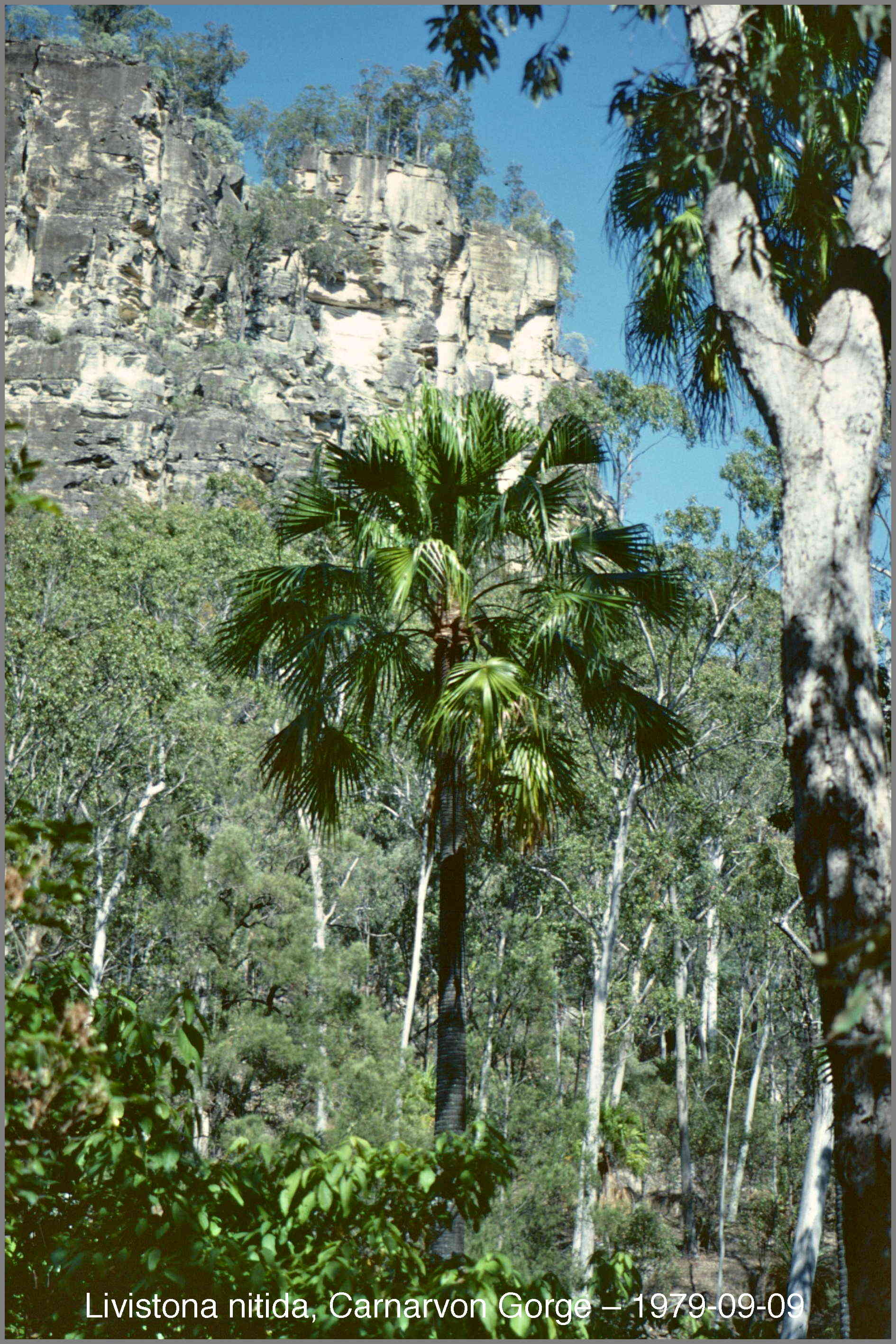 Six Oz Livistona spp in Habitat - DISCUSSING PALM TREES WORLDWIDE ...