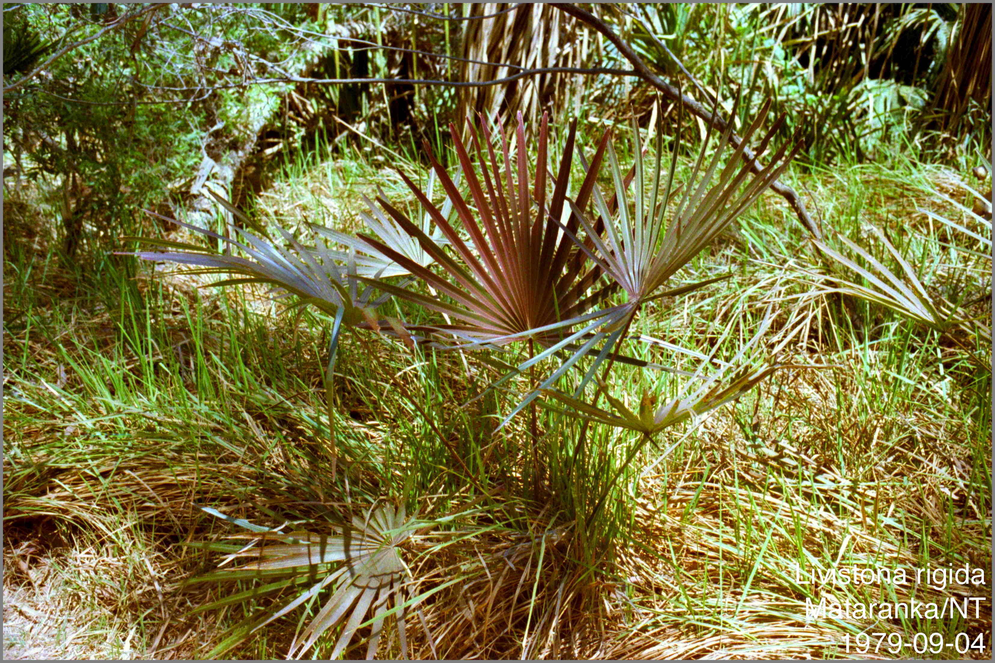 Six Oz Livistona spp in Habitat - DISCUSSING PALM TREES WORLDWIDE ...
