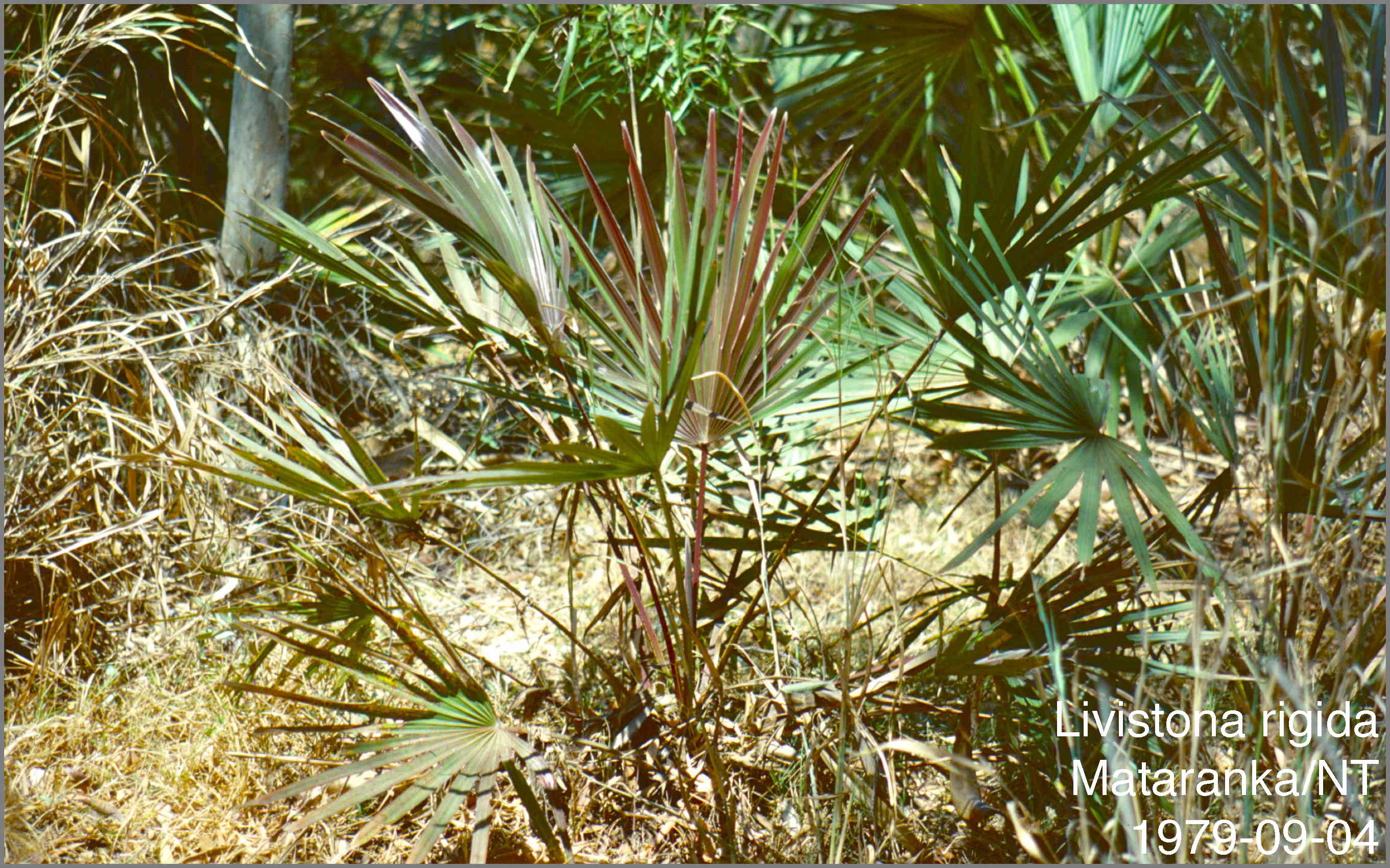 Six Oz Livistona spp in Habitat - DISCUSSING PALM TREES WORLDWIDE ...