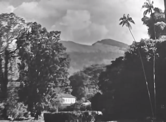 End of the Iconic Nibung palm - DISCUSSING PALM TREES WORLDWIDE - PalmTalk