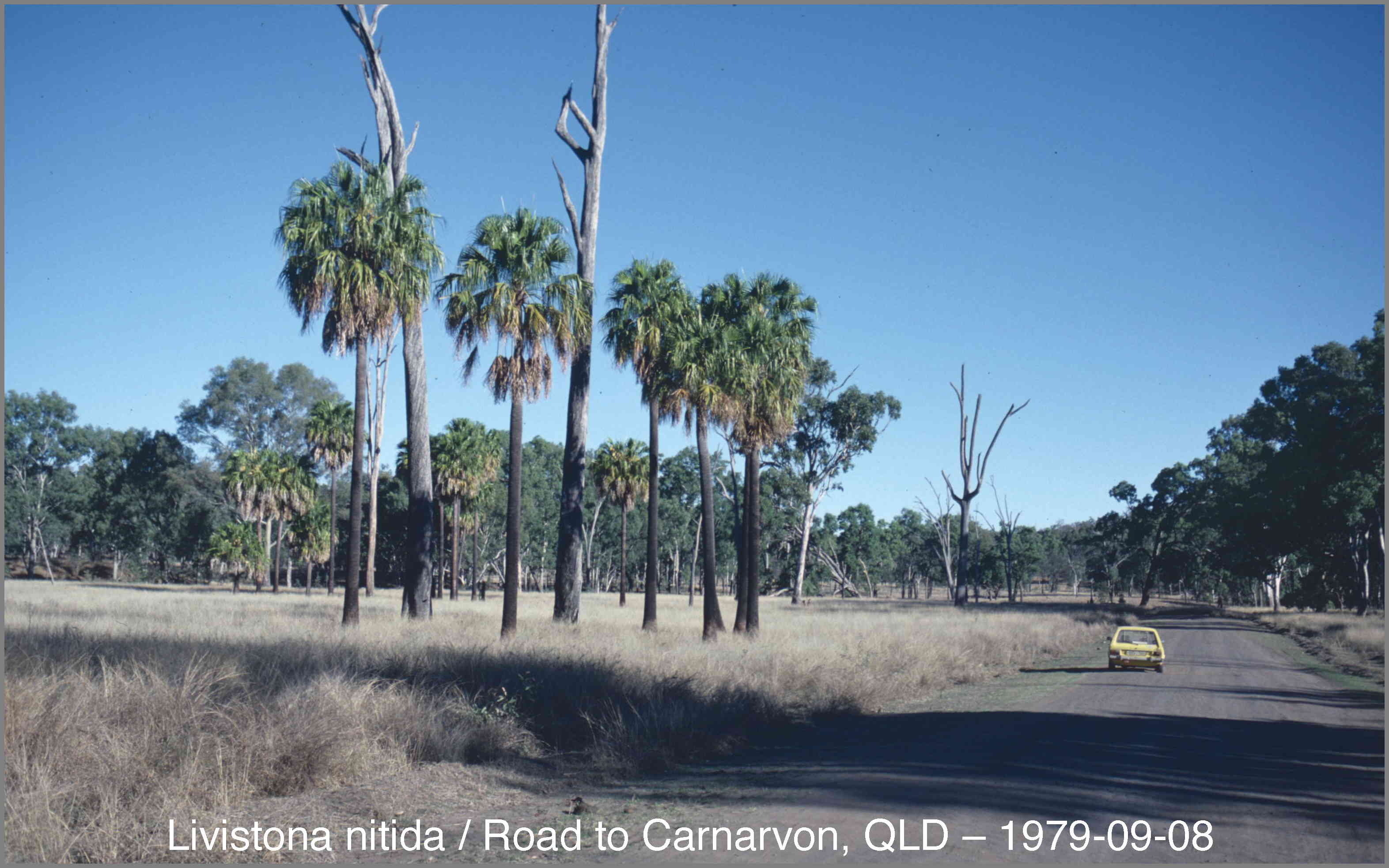 Six Oz Livistona spp in Habitat - DISCUSSING PALM TREES WORLDWIDE ...