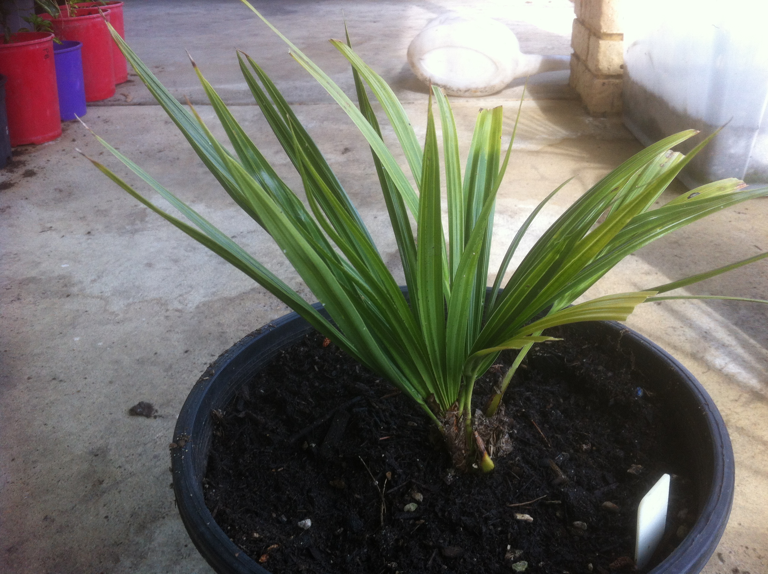 Beccariophoenix sp. (pointy seed) - DISCUSSING PALM TREES WORLDWIDE ...