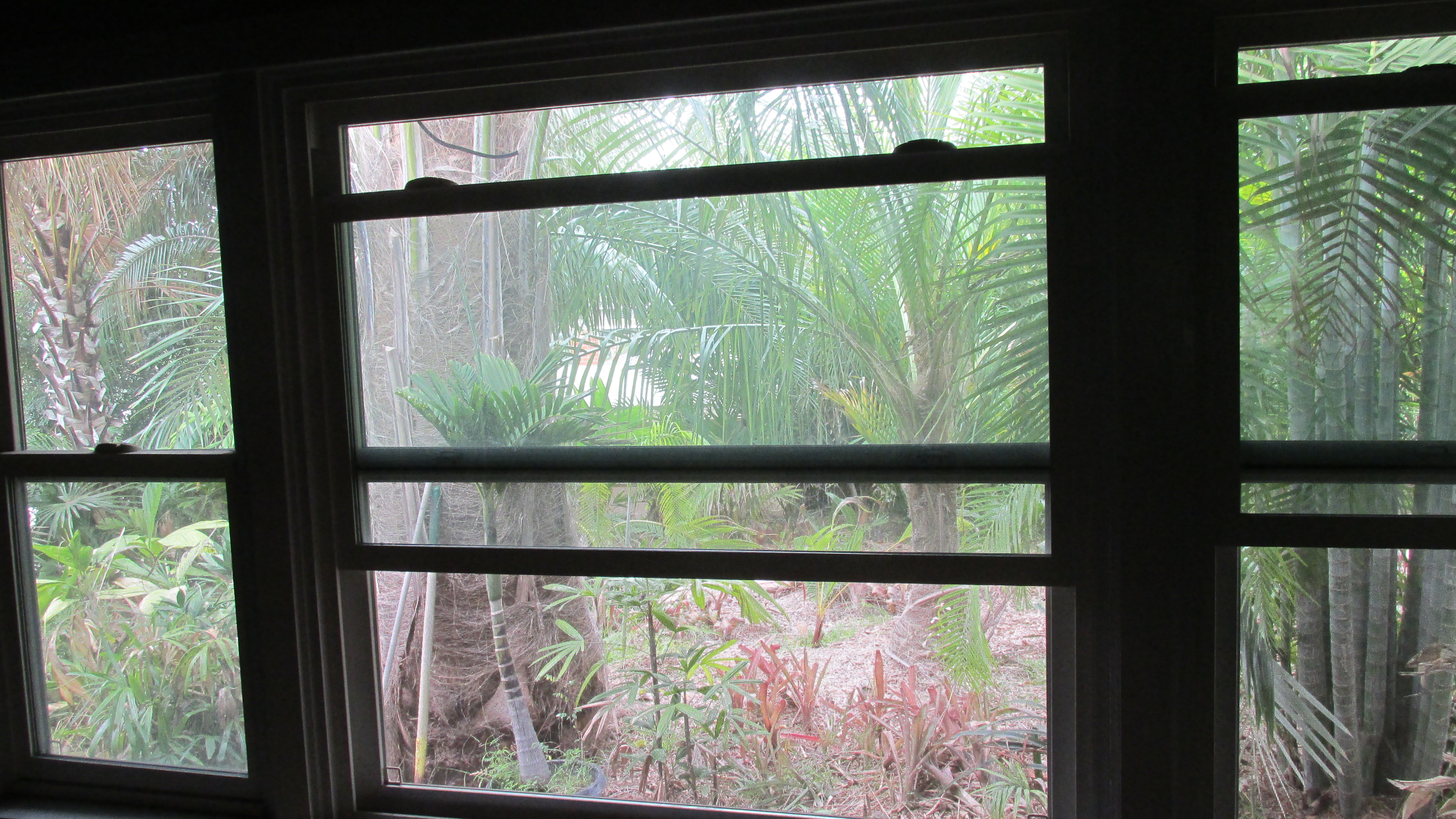 View from the asylum windows - DISCUSSING PALM TREES WORLDWIDE - PalmTalk