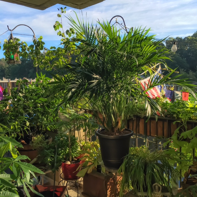 What are they? - DISCUSSING PALM TREES WORLDWIDE - PalmTalk