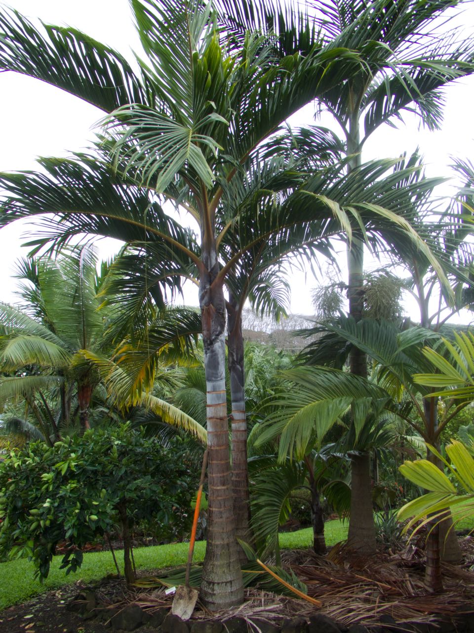 Bentinckia condapanna - DISCUSSING PALM TREES WORLDWIDE - PalmTalk