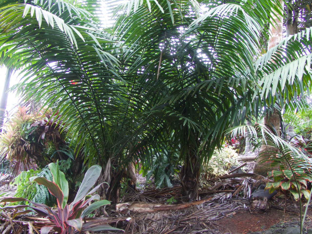 Phytelephas macrocarpa - DISCUSSING PALM TREES WORLDWIDE - PalmTalk