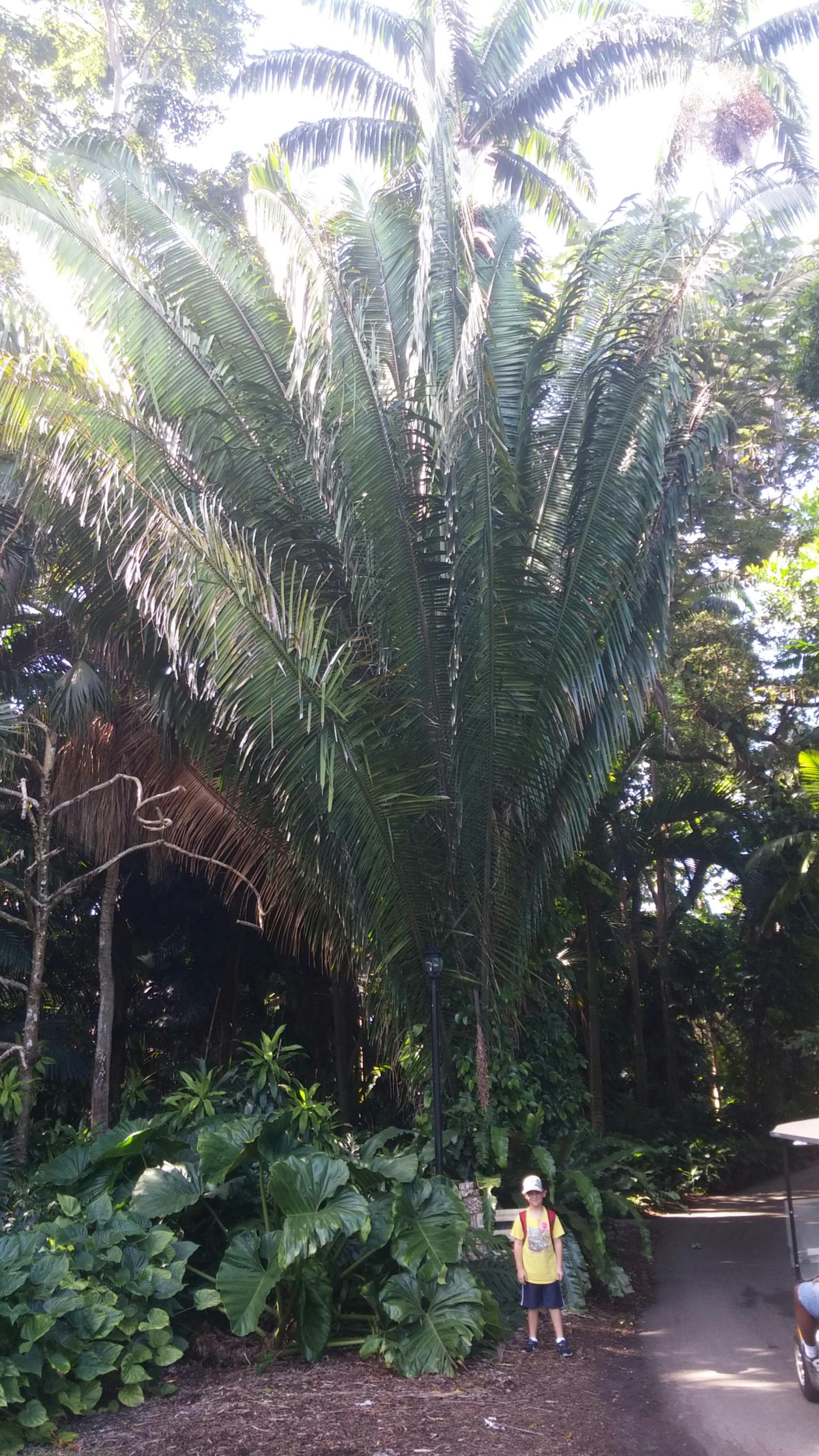 Age of Tall Attalea - DISCUSSING PALM TREES WORLDWIDE - PalmTalk