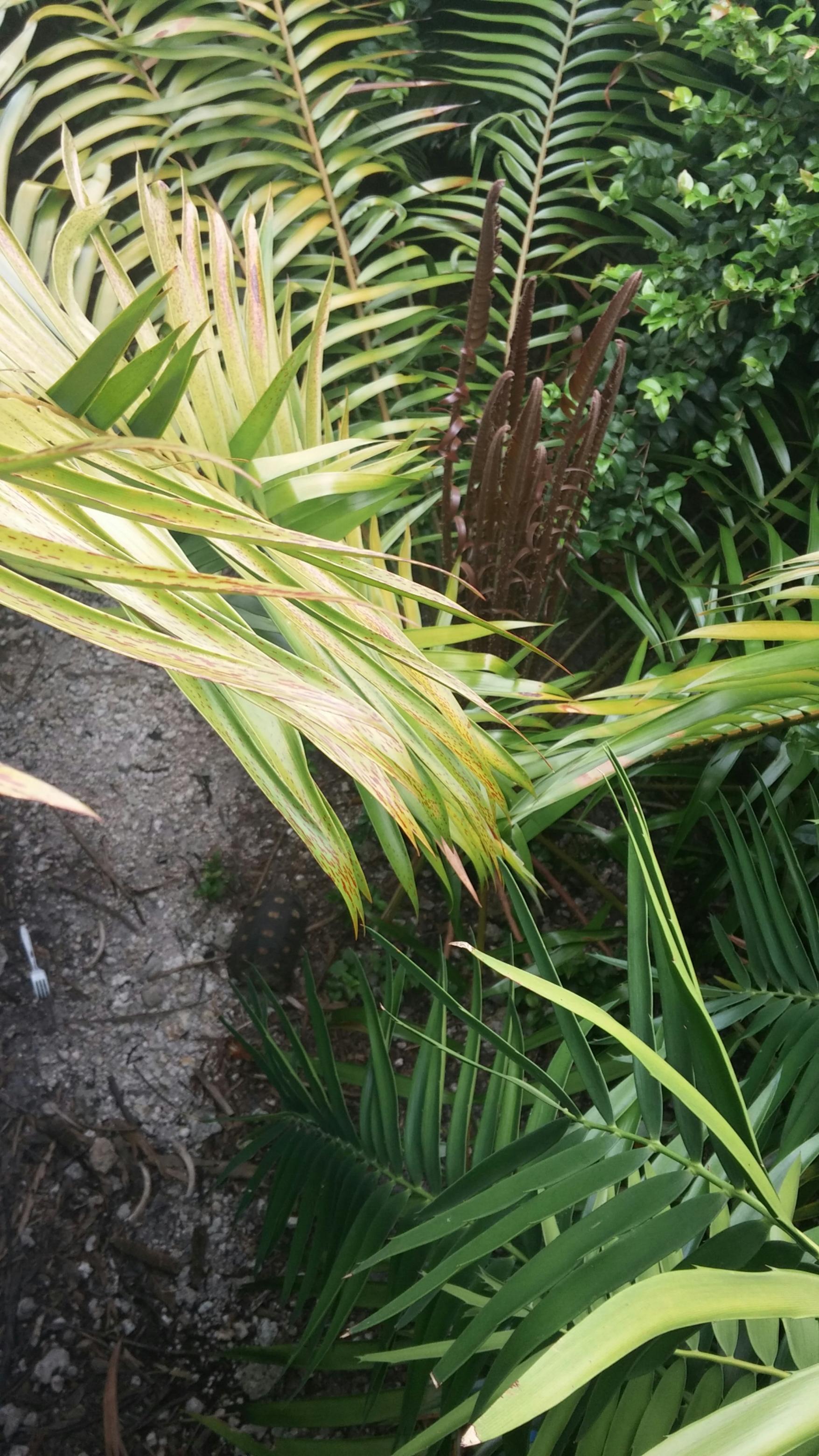Ceratozamia subroseophylla - TROPICAL LOOKING PLANTS - Other Than Palms ...