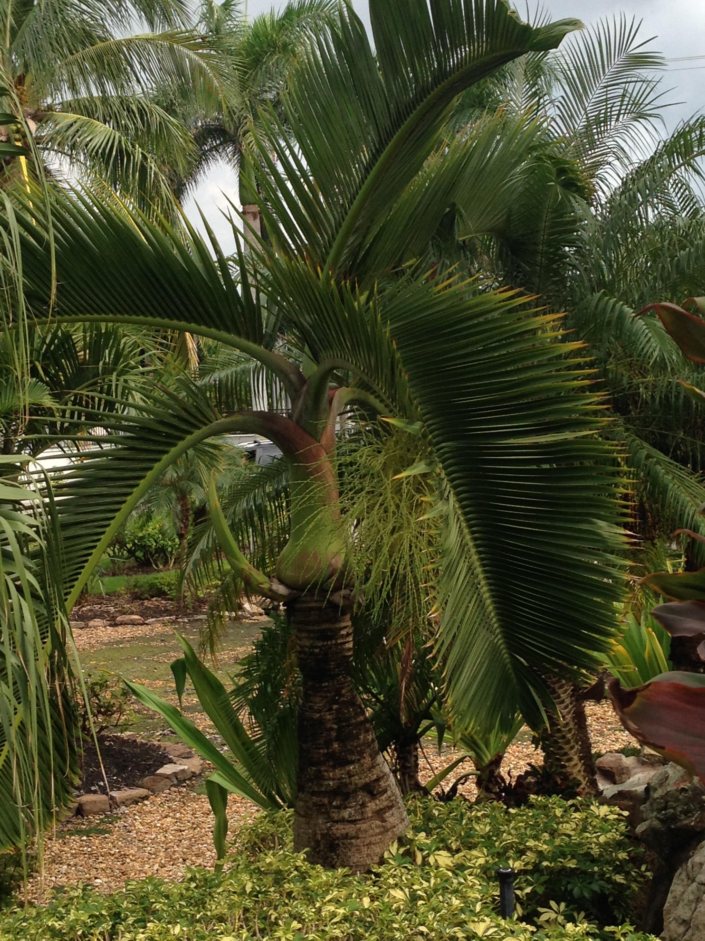 Need Palm ID - DISCUSSING PALM TREES WORLDWIDE - PalmTalk