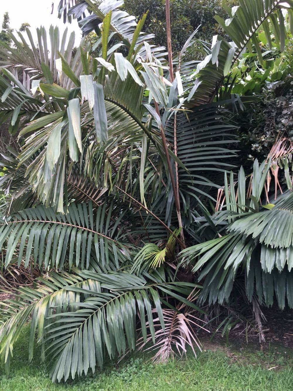 Show me your Arenga engleri plantings! - DISCUSSING PALM TREES ...