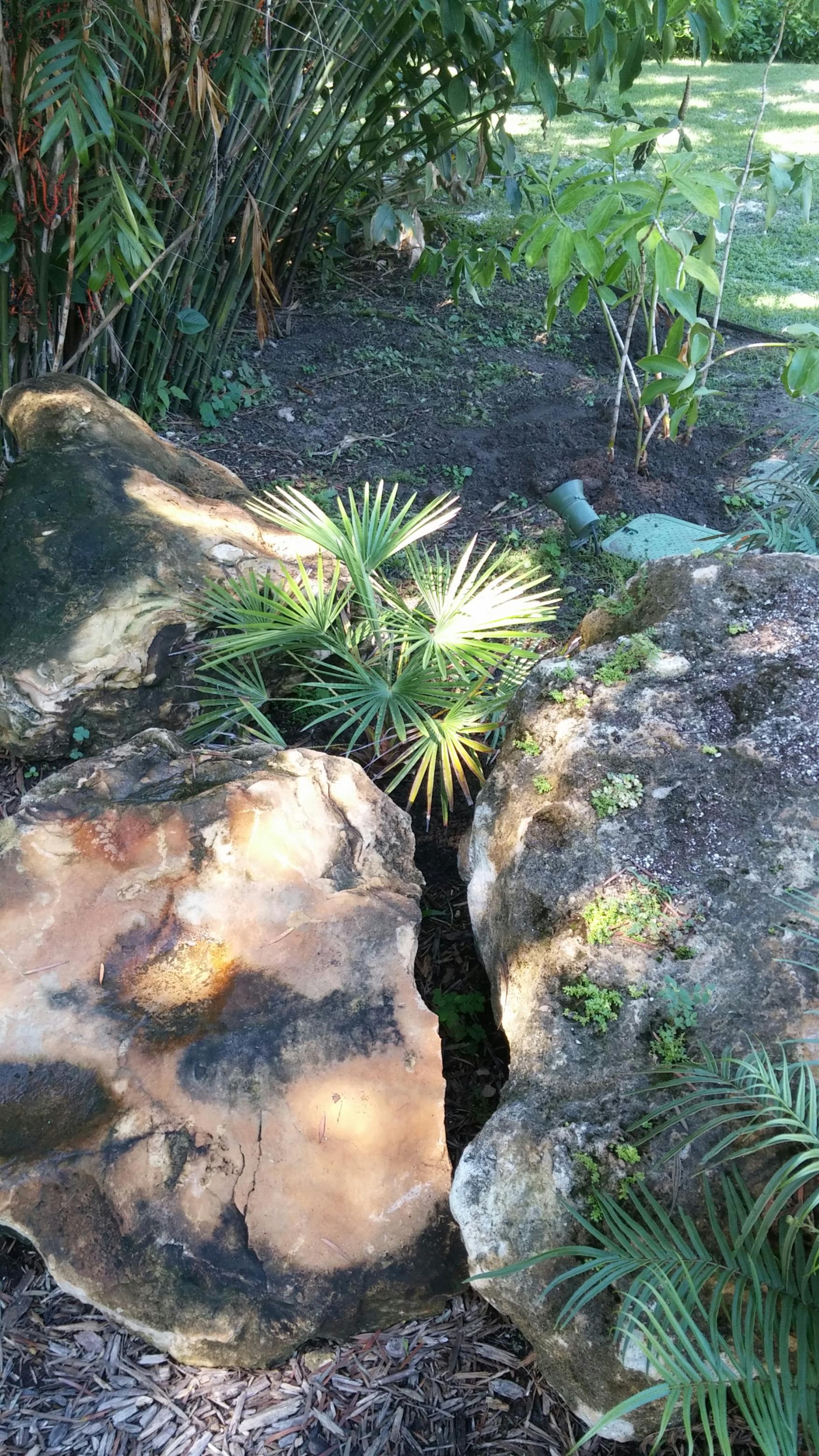 Accession of Mora excelsa and Livistona australis - TROPICAL LOOKING ...