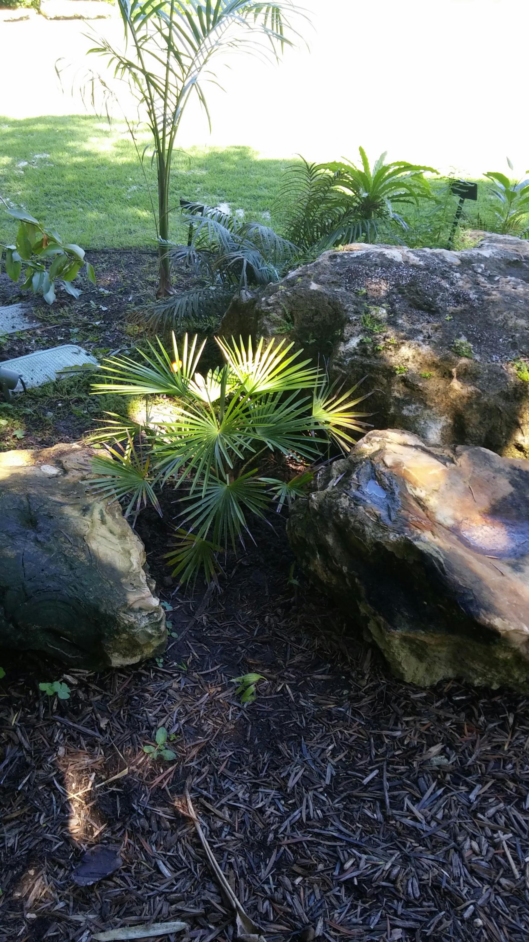 Accession of Mora excelsa and Livistona australis - TROPICAL LOOKING ...