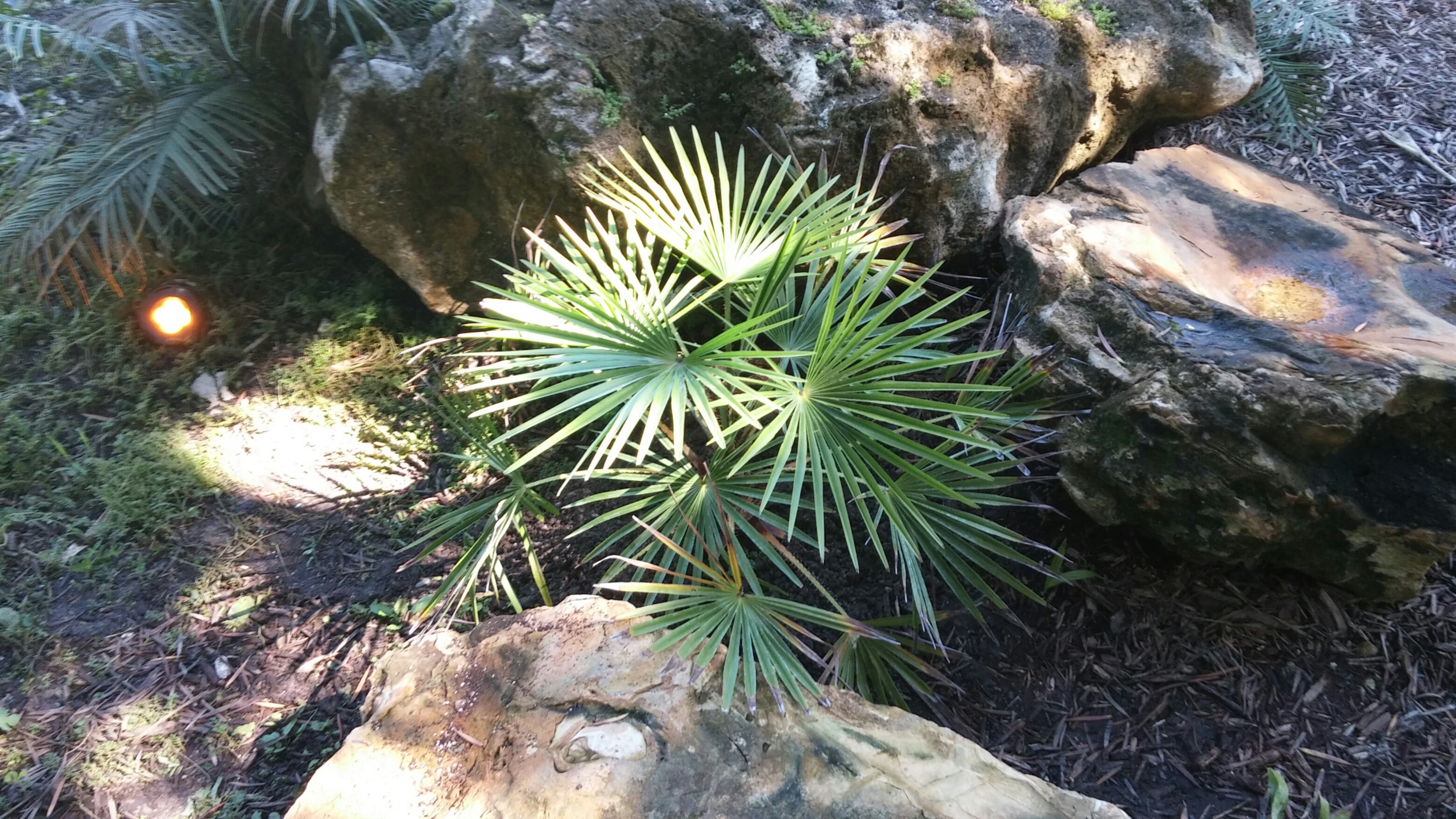 Accession of Mora excelsa and Livistona australis - TROPICAL LOOKING ...