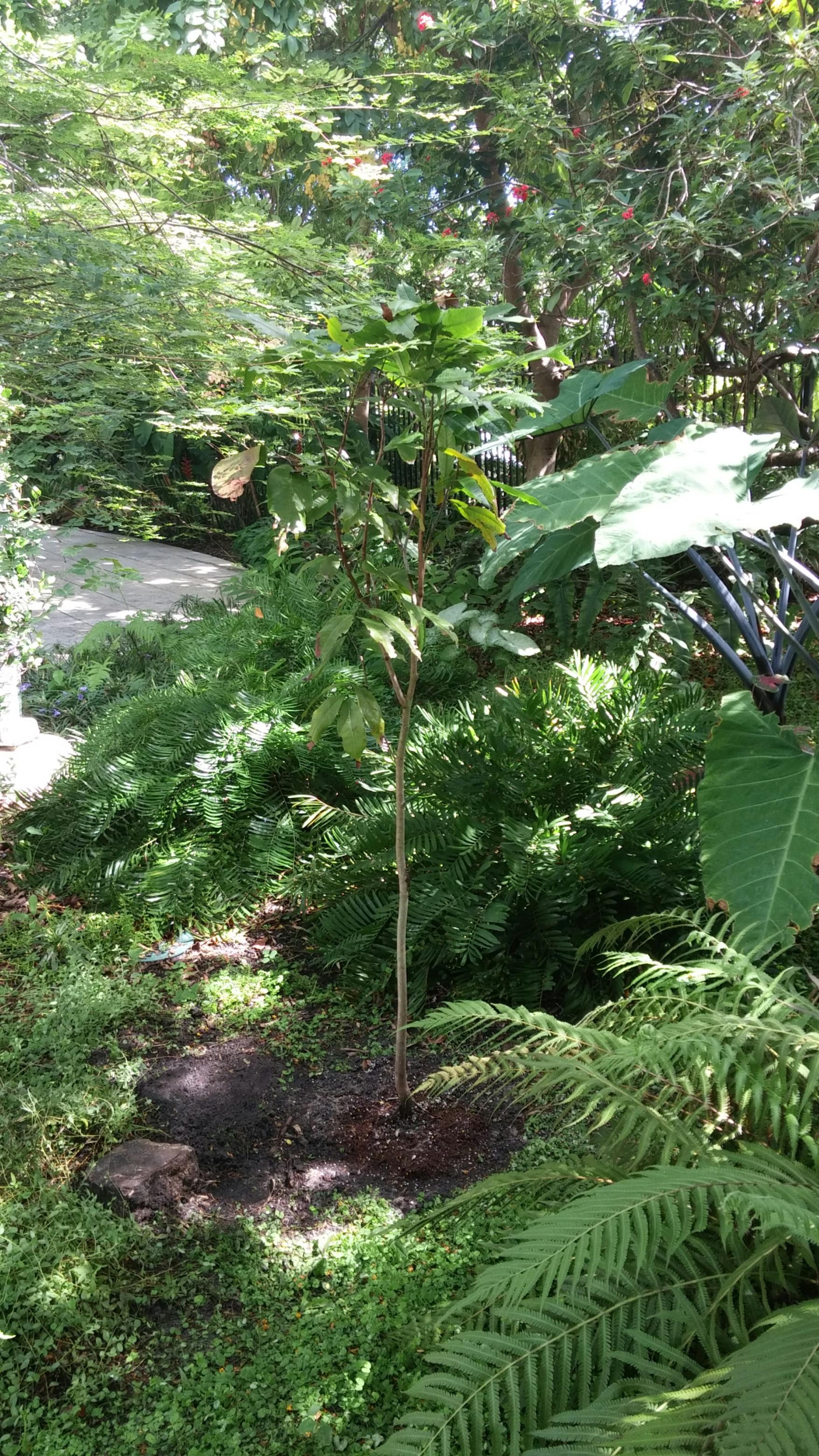 Accession of Mora excelsa and Livistona australis - TROPICAL LOOKING ...